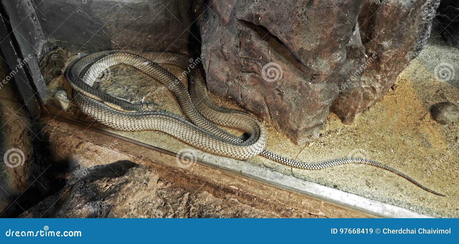 King Cobra Lie Down on Sand and Stone Background Stock Image - Image of ...