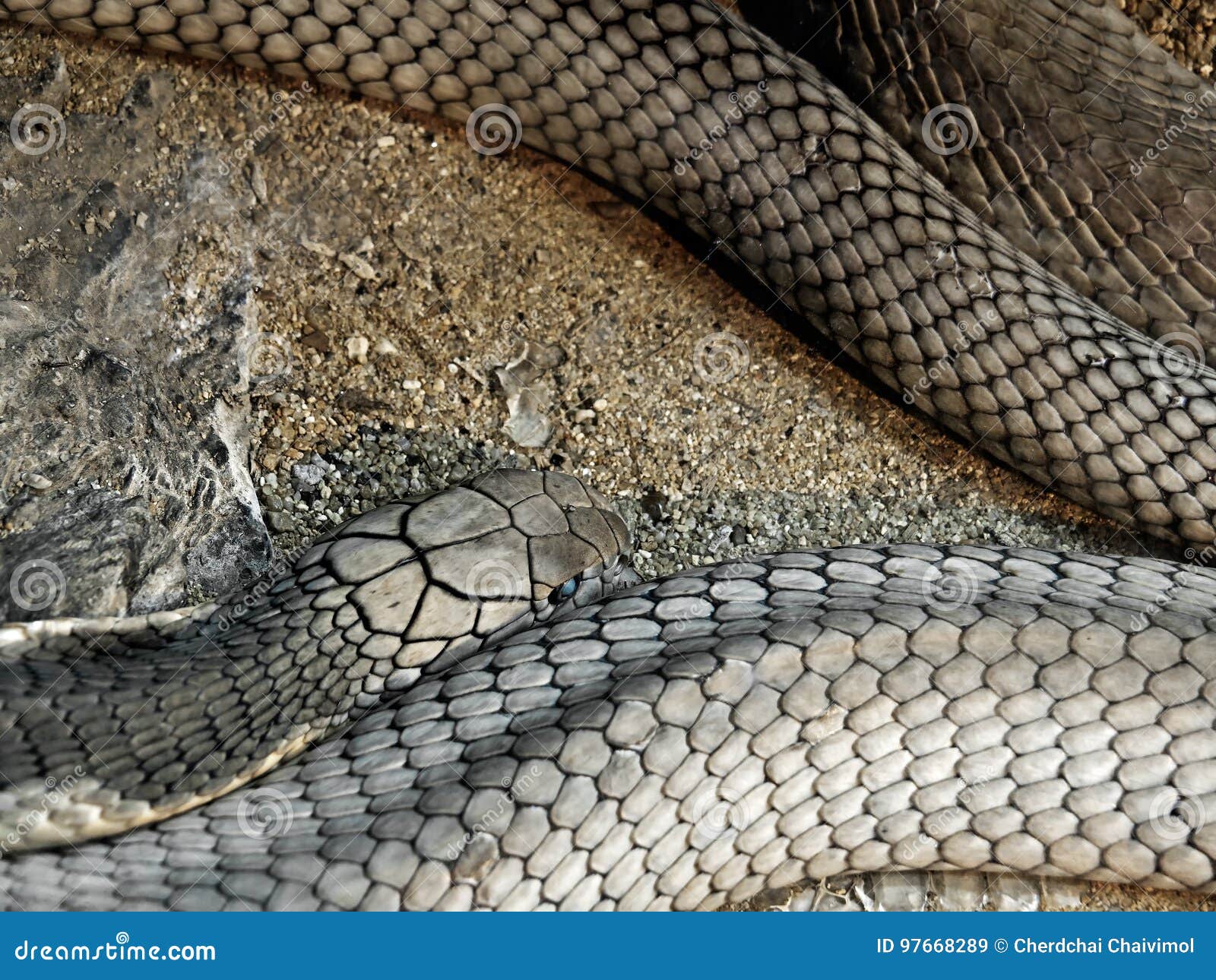 King Cobra Lie Down on Sand and Stone Stock Image - Image of nature ...