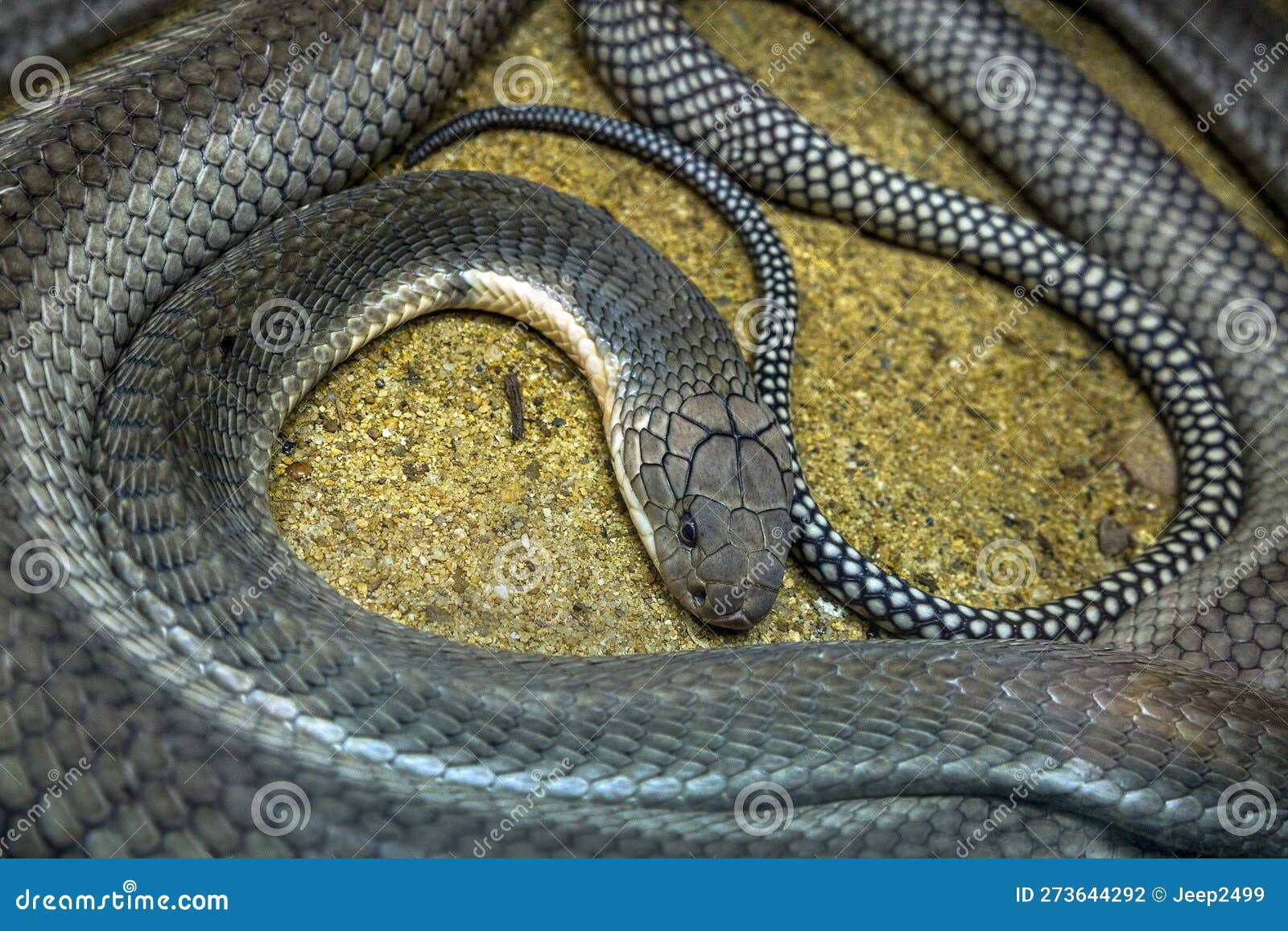 King Cobra lying. stock photo. Image of reptile, sand - 273644292