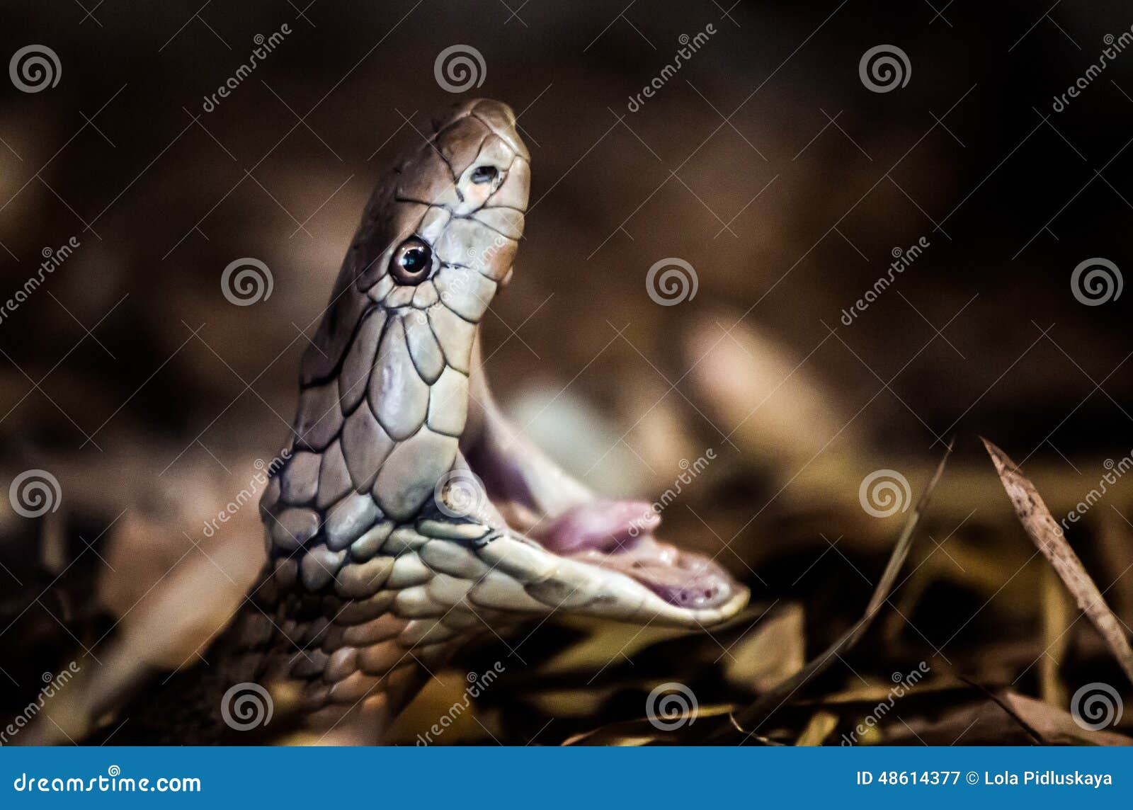 King cobra stock image. Image of nature, reptile, prey - 48614377
