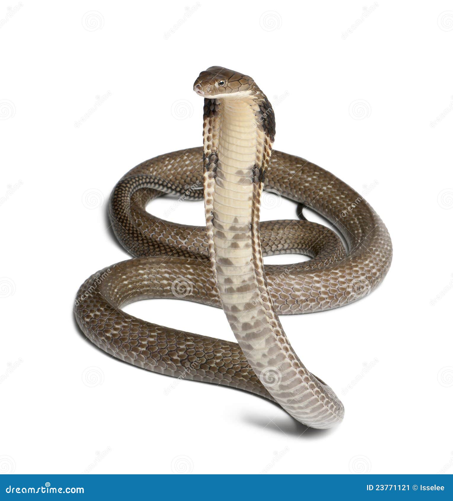 King Cobra (Ophiophagus Hannah) The World\'s Largest Venomous Snake ...