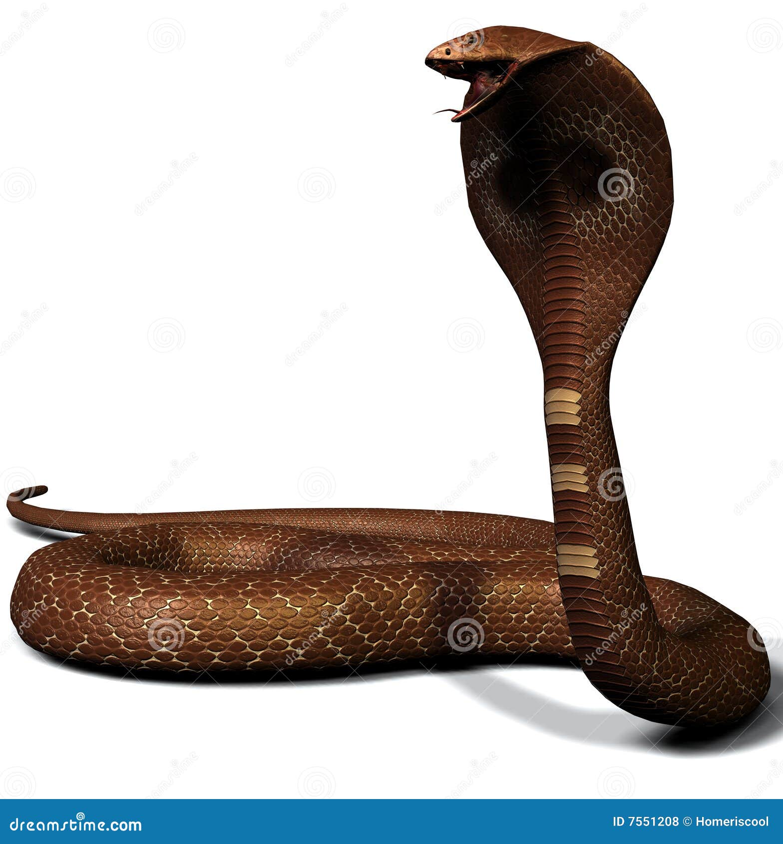 Reptiles Snakes King Cobra