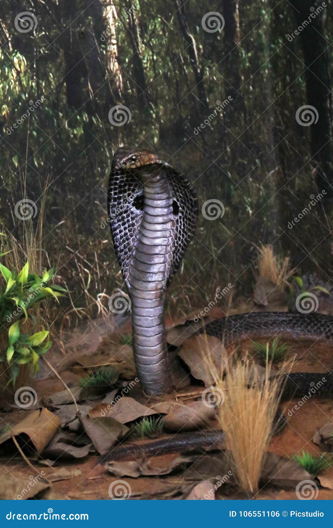 King cobra snake stock photo. Image of nature, skin - 106551106
