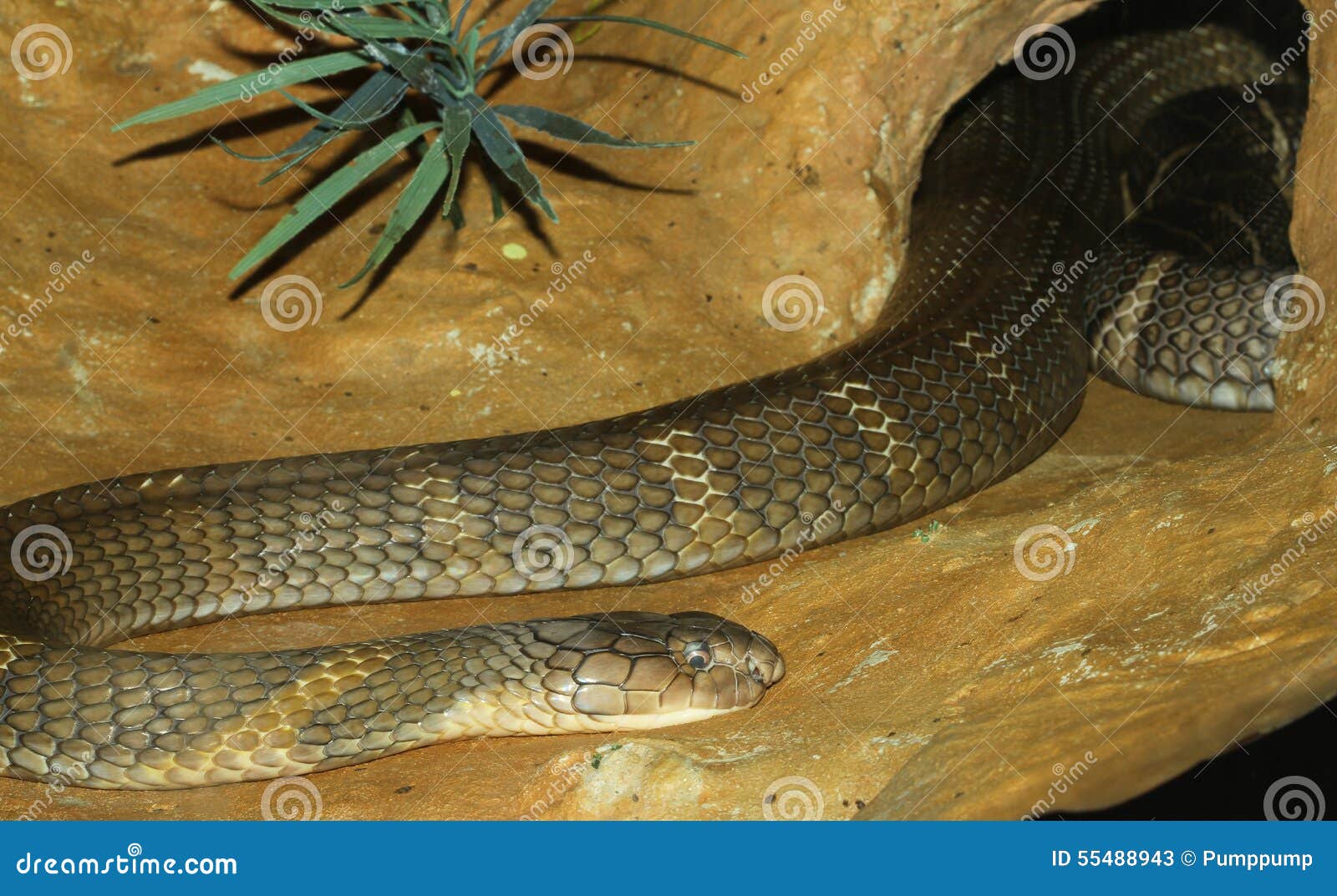 King cobra snake in cave stock image. Image of serpent - 55488943