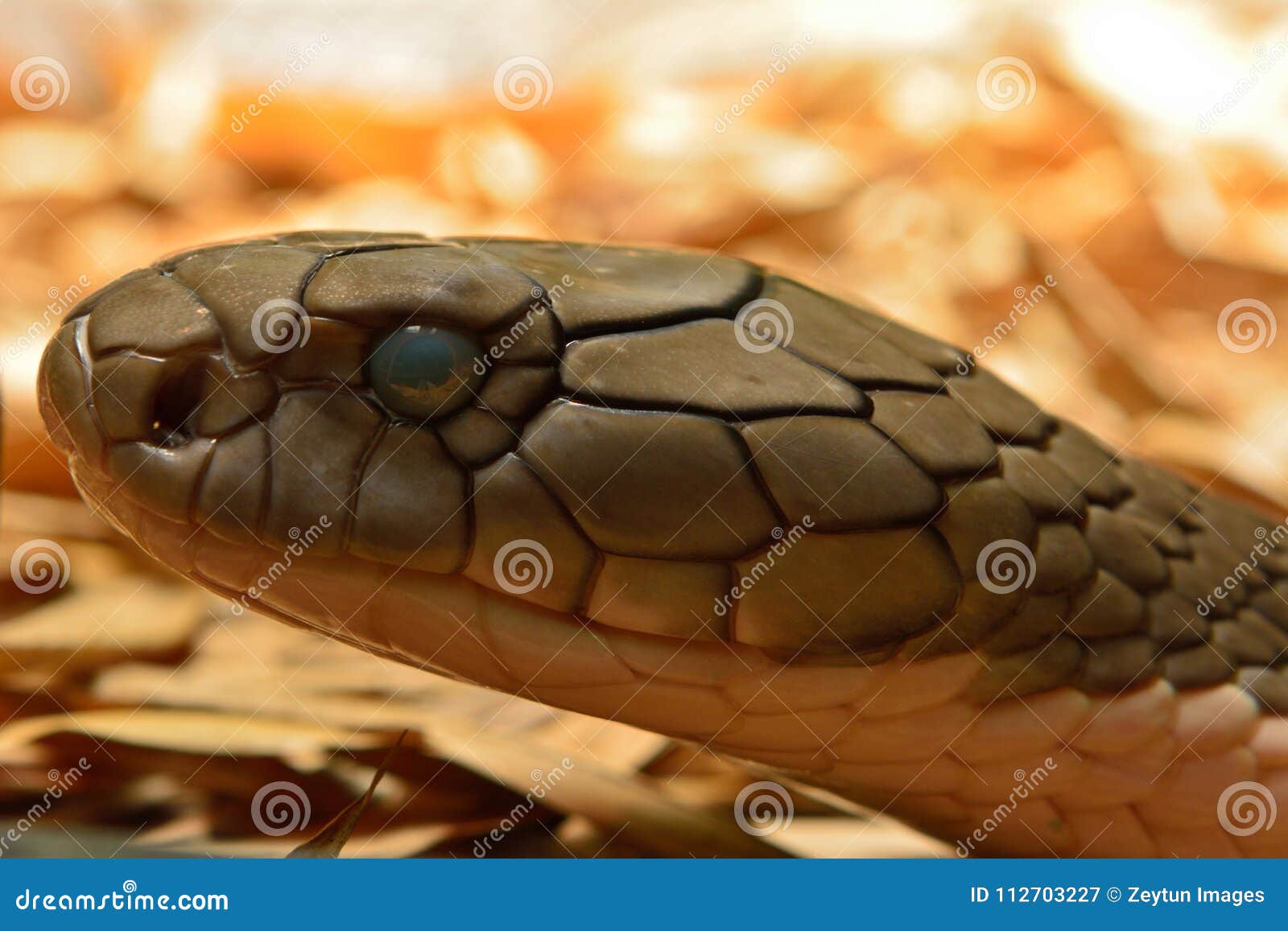 King Cobra Snake Ophiophagus Hannah Stock Image - Image of desert ...