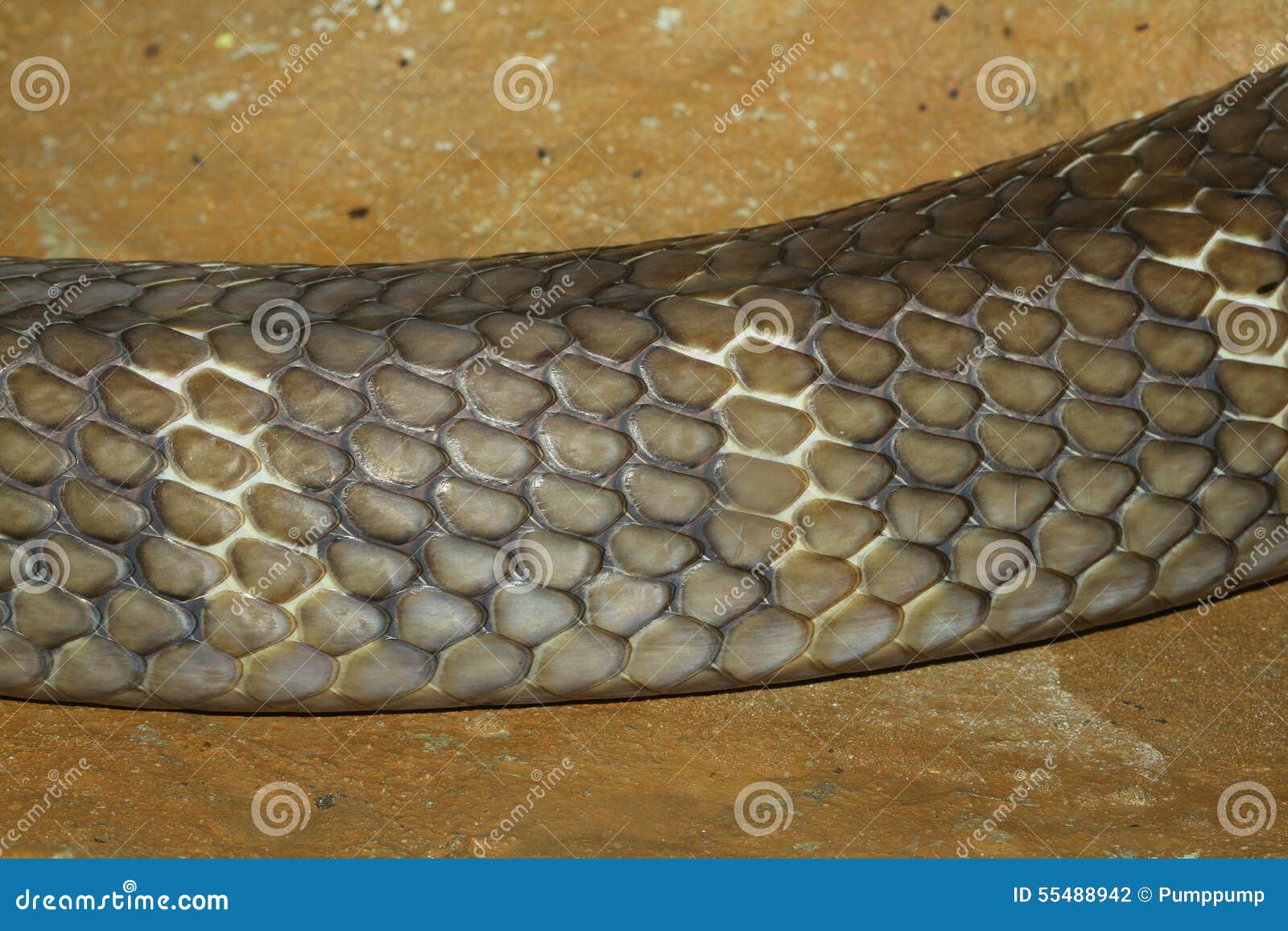 Cobra Snake Scales