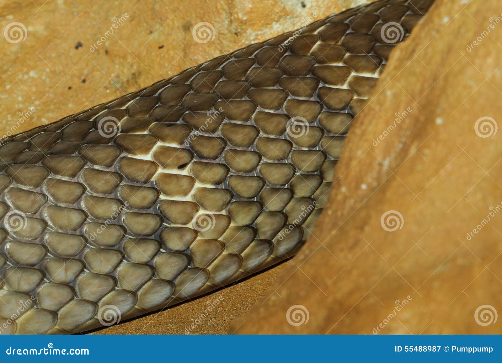 King cobra snake skin stock image. Image of asia, skin - 55488987