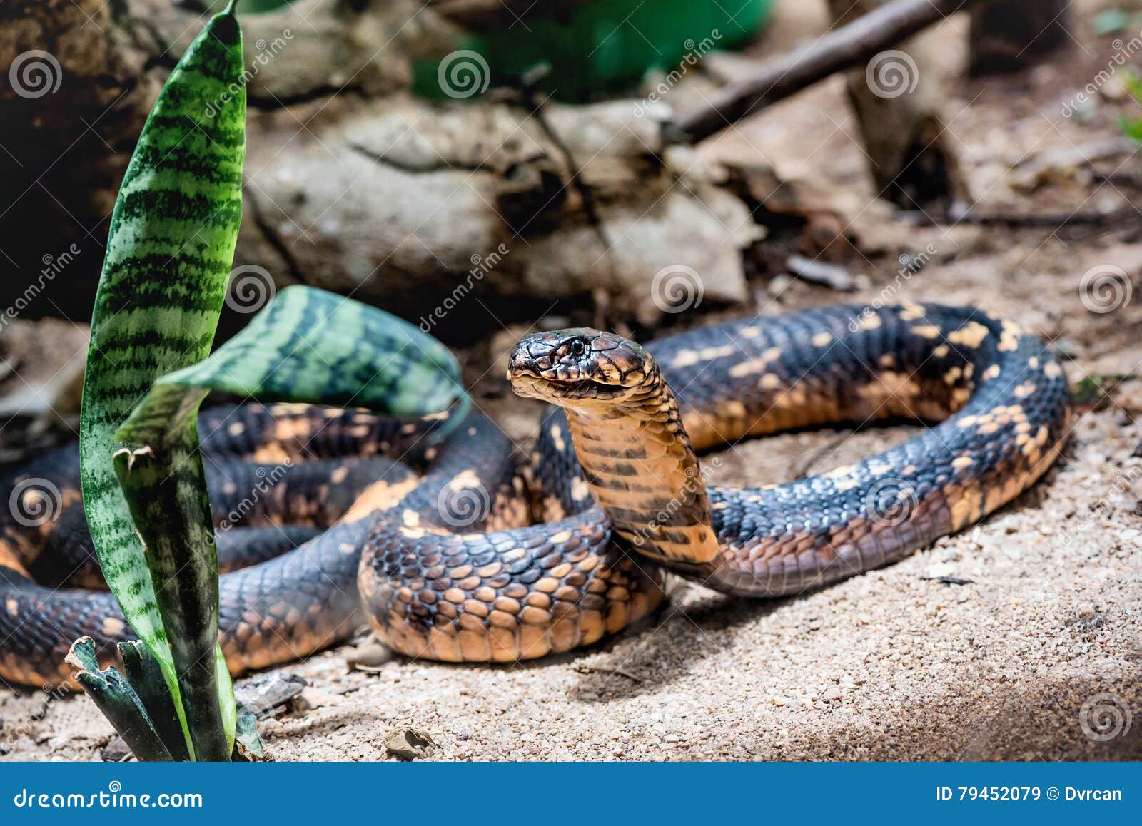 King Cobra Snake In Uganda Africa Stock Image Image Of Cobra Snake