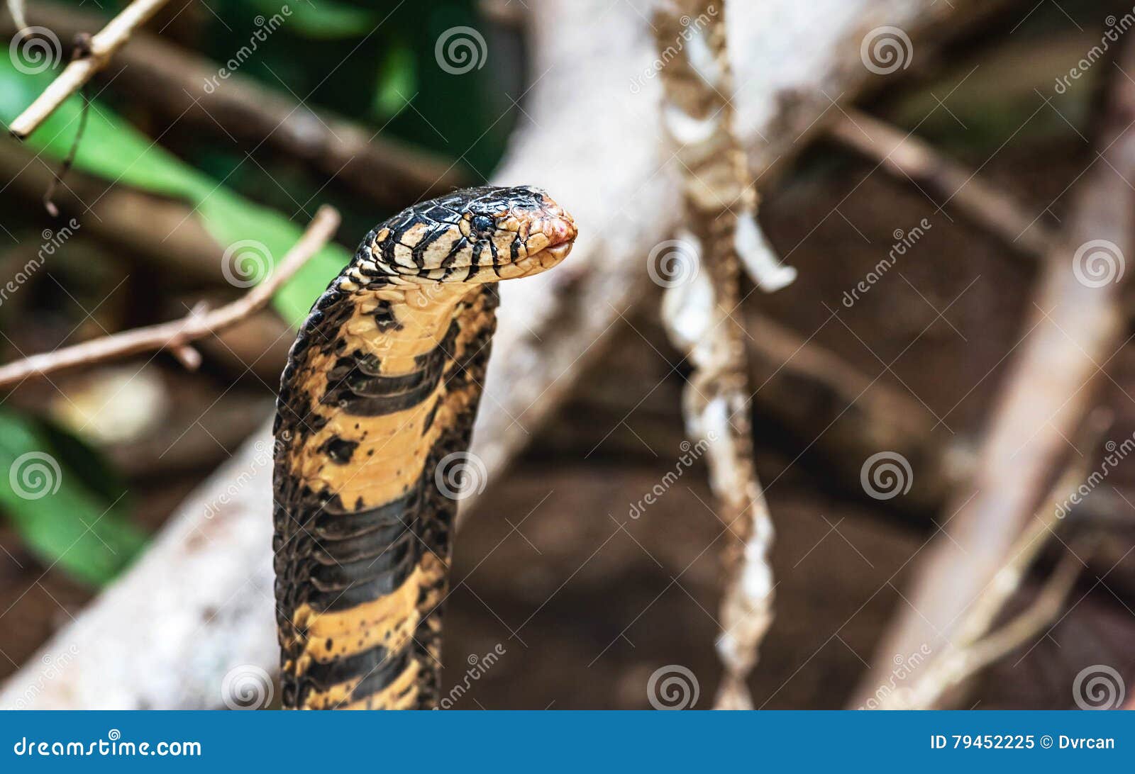 King Cobra Snake in Uganda, Africa Stock Image - Image of curve, scales ...
