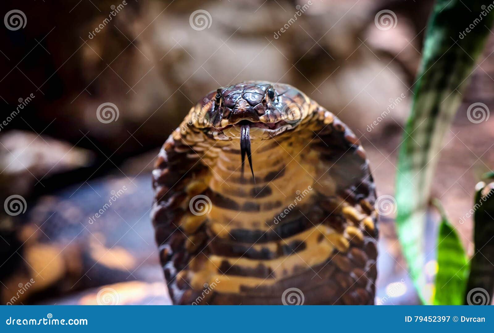 King Cobra Snake in Uganda, Africa Stock Image - Image of serpent ...
