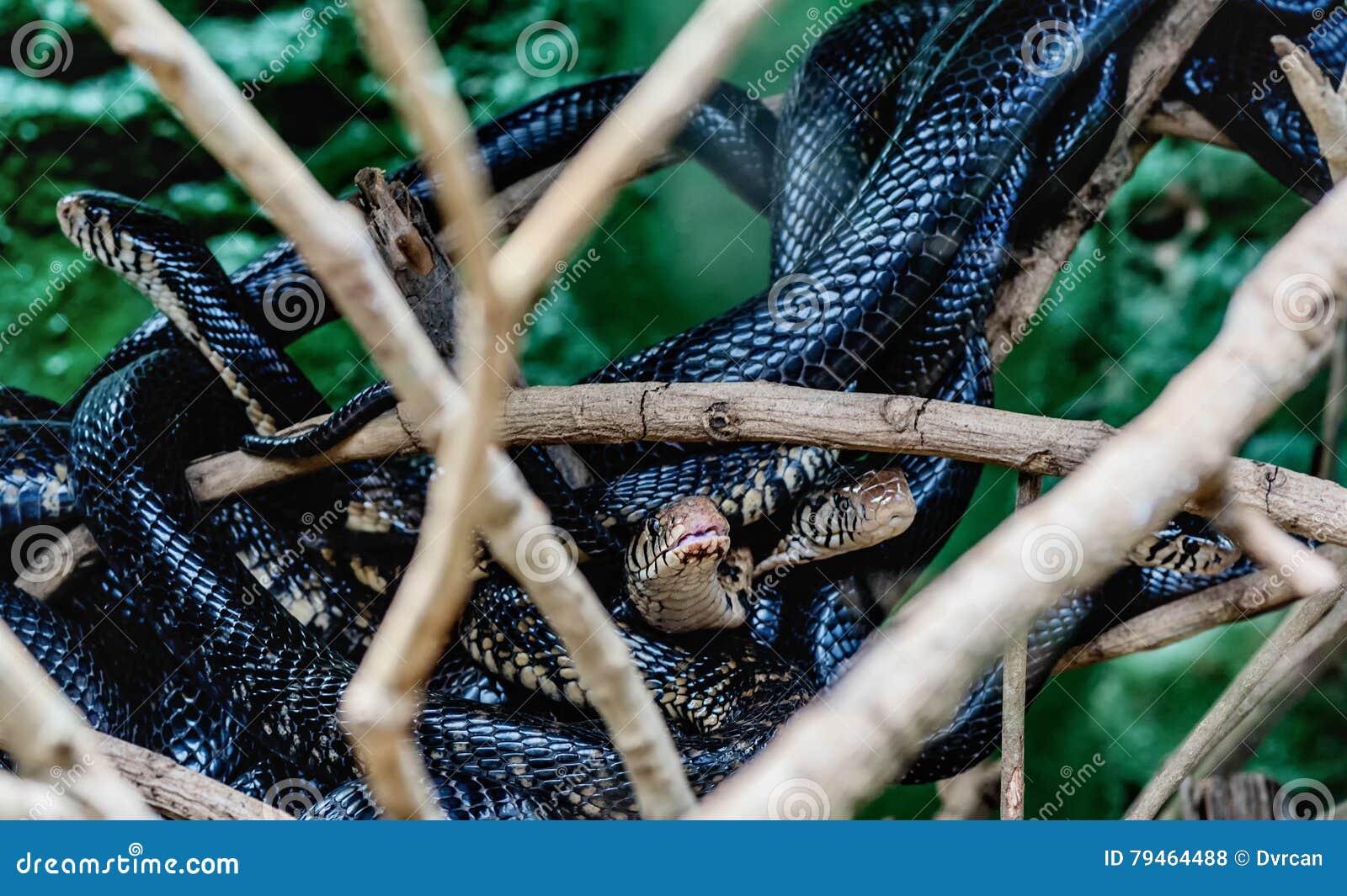 King Cobra Snake in Uganda, Africa Stock Photo - Image of creature ...