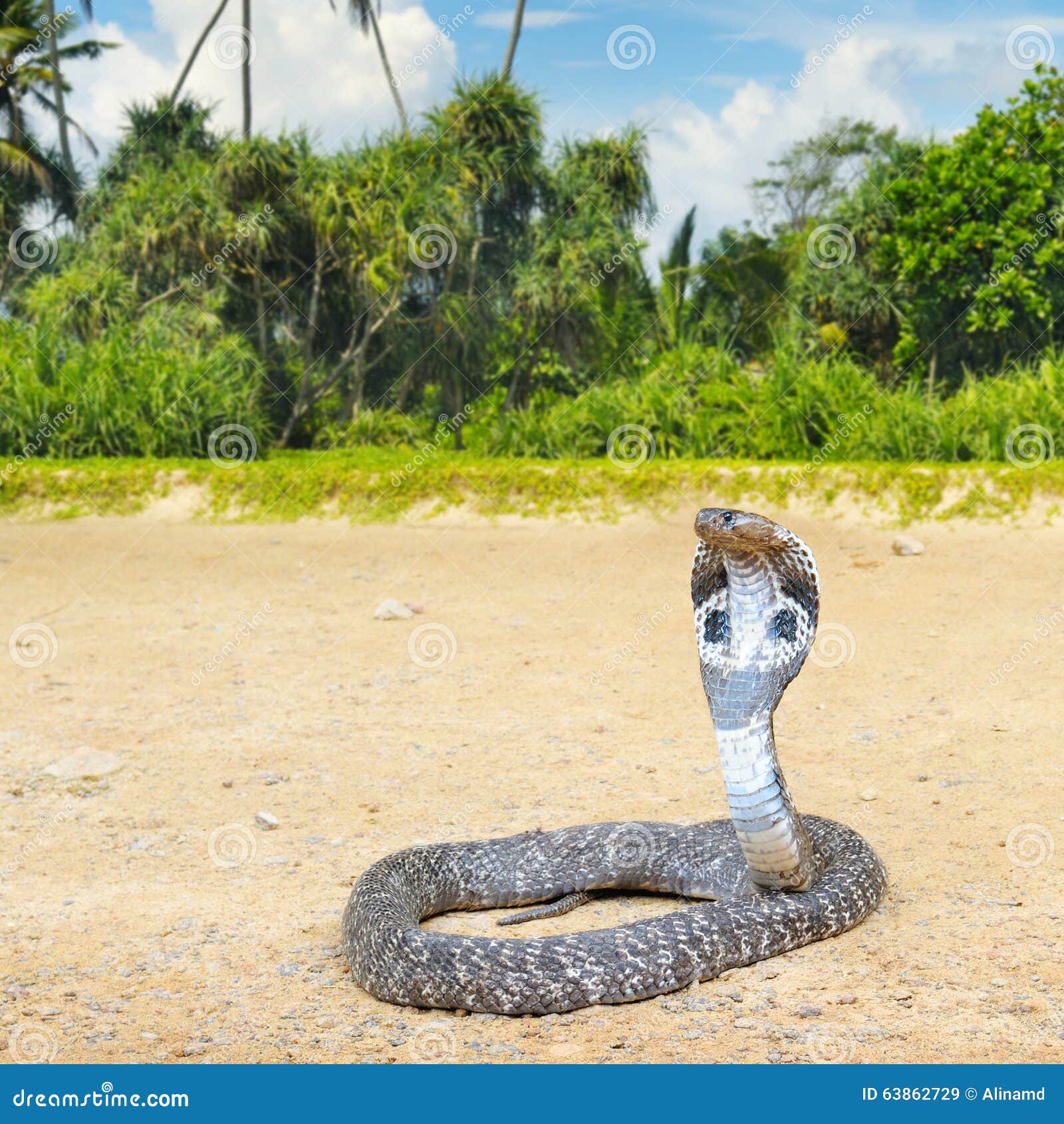 King Cobra in the Wild Nature Stock Image - Image of dangerous, hood ...