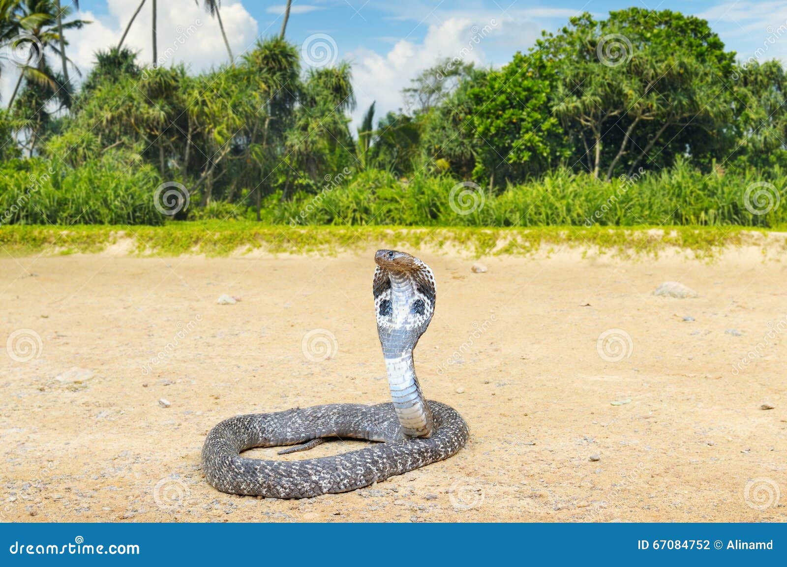 King cobra stock photo. Image of long, king, danger, close - 67084752