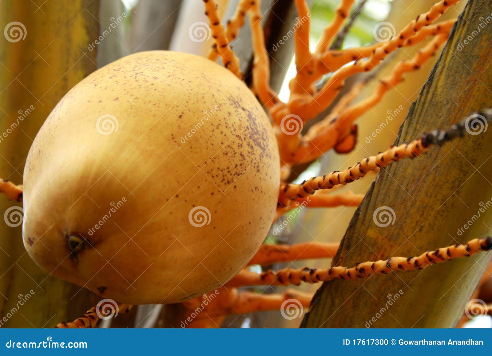 King Coconut stock photo. Image of orange, water, stem - 17617300