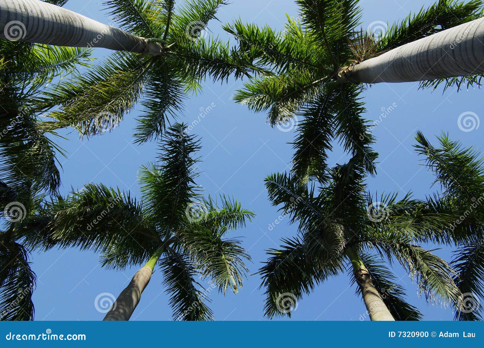 King coconut stock photo. Image of upward, light, king - 7320900