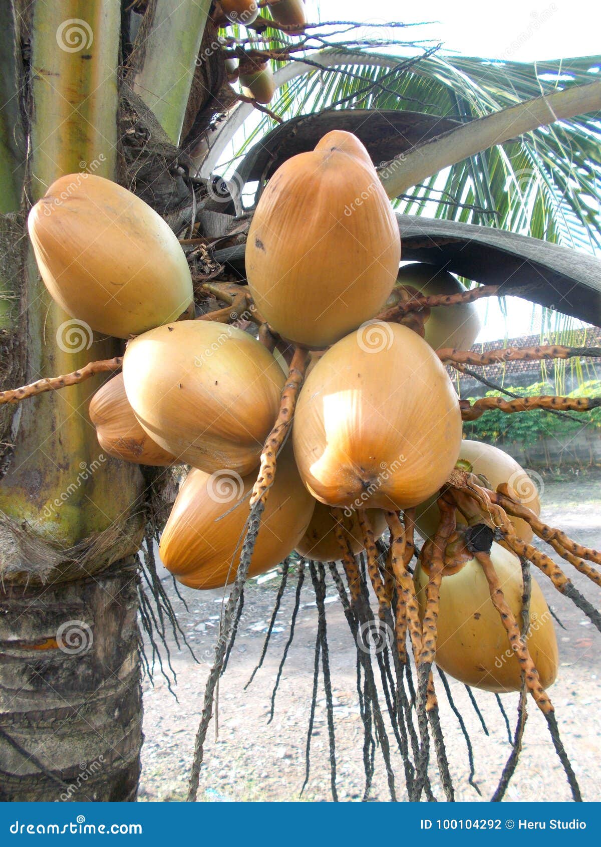 King coconut fruits yellow stock photo. Image of exotic - 100104292