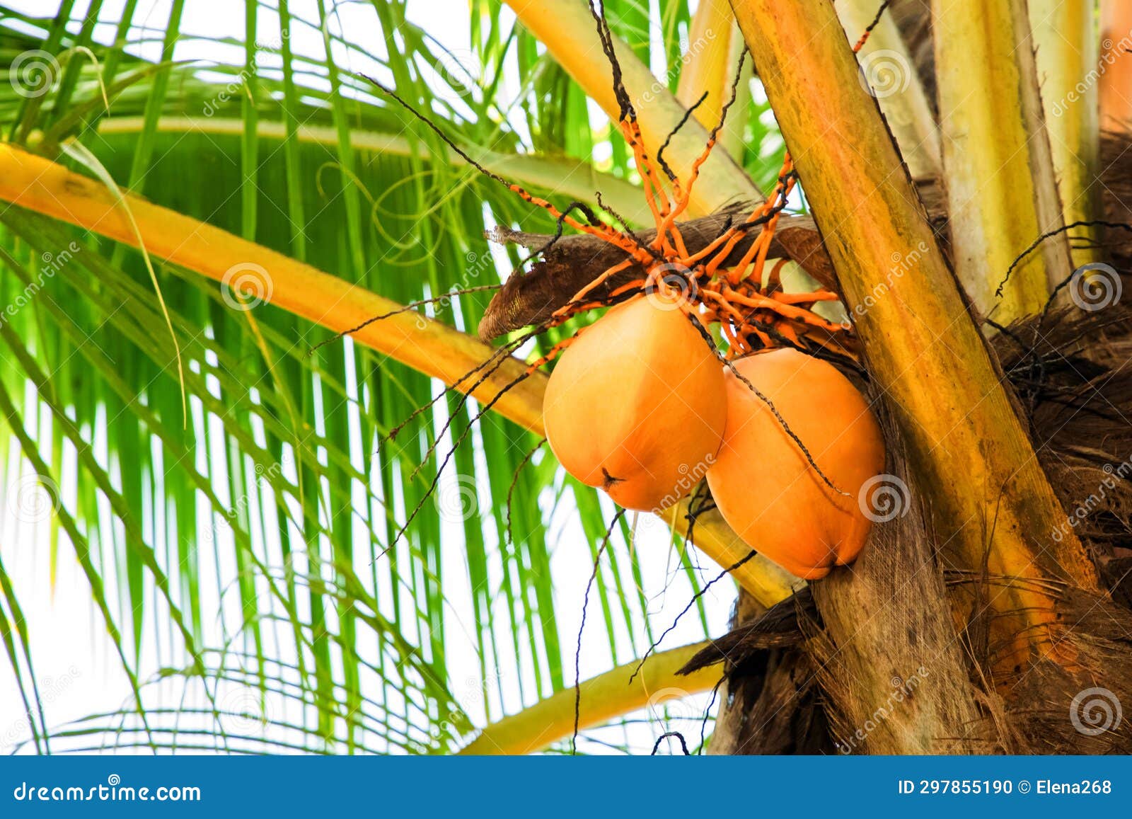 King Coconut Tree Top with Coconuts and Branches Stock Photo - Image of ...