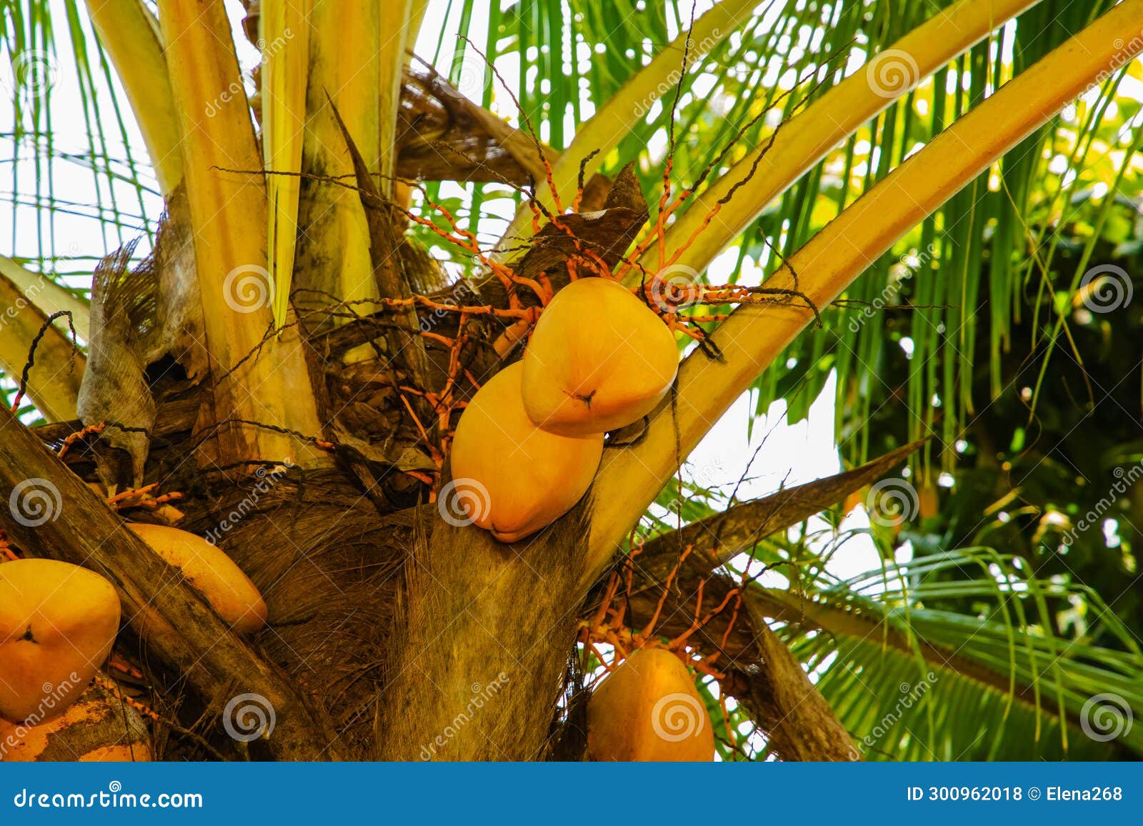 King Coconut Tree Top with Coconuts and Branches Stock Photo - Image of ...