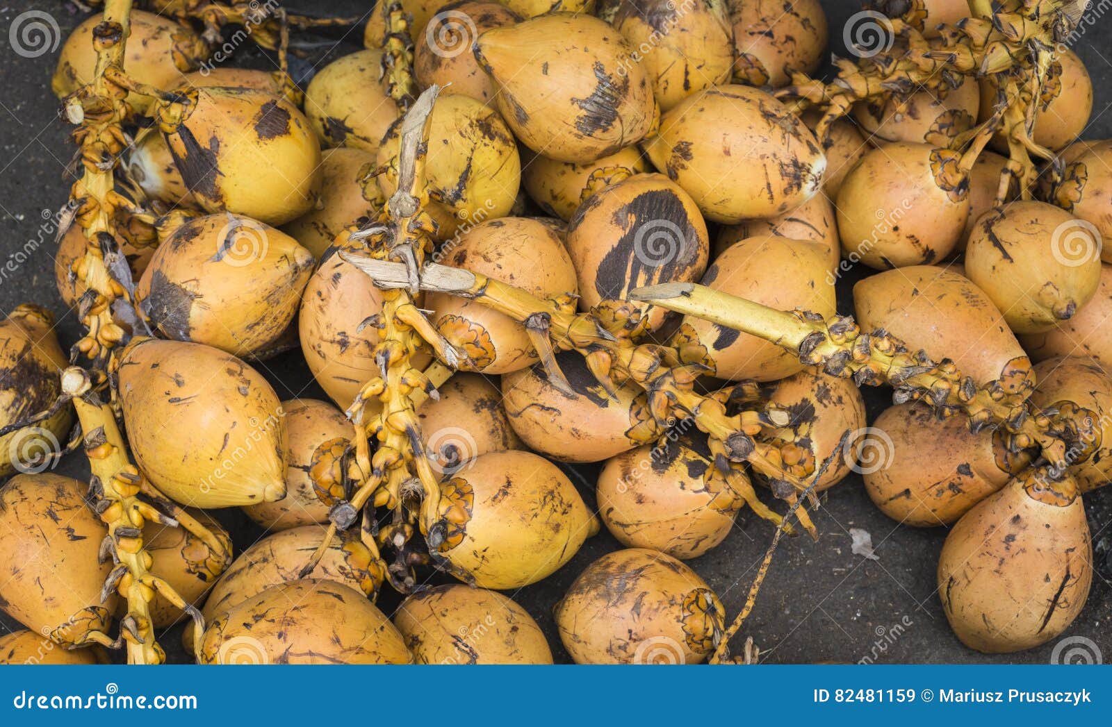 King Coconuts Display for Sell Stock Image - Image of grocery ...