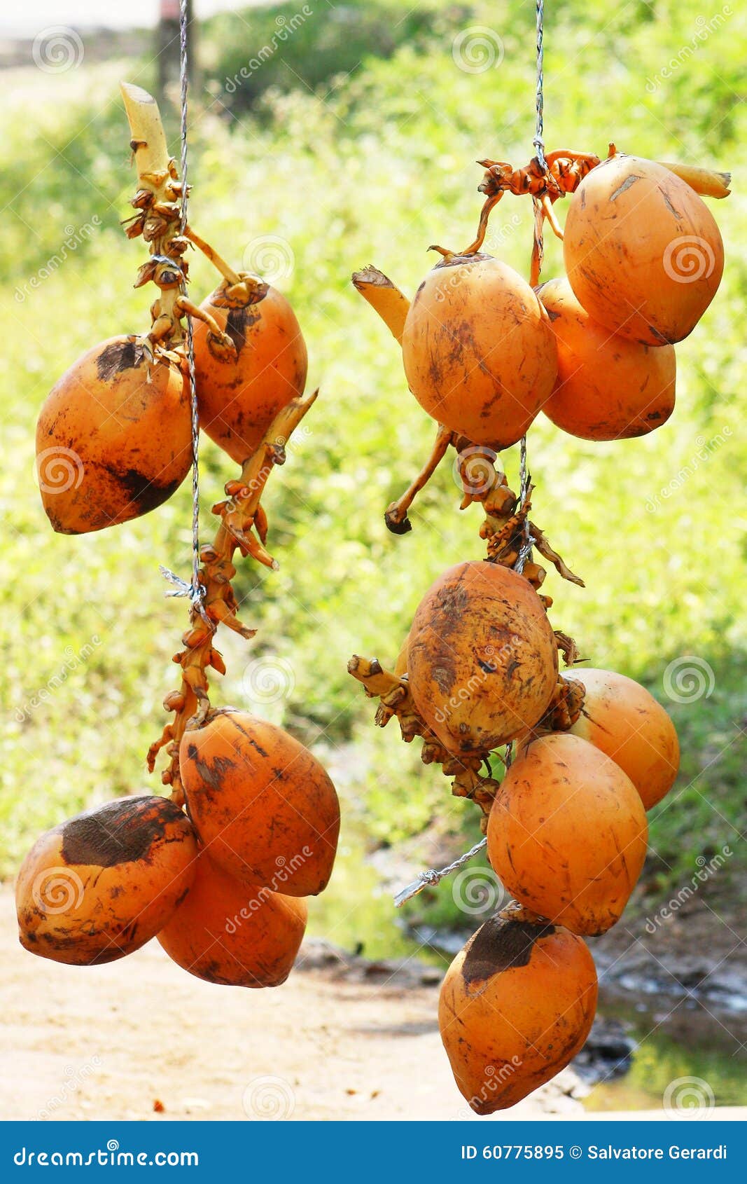 King Coconuts (Thembili) At A Fruit Kiosk On The Road Sri Lanka Royalty ...