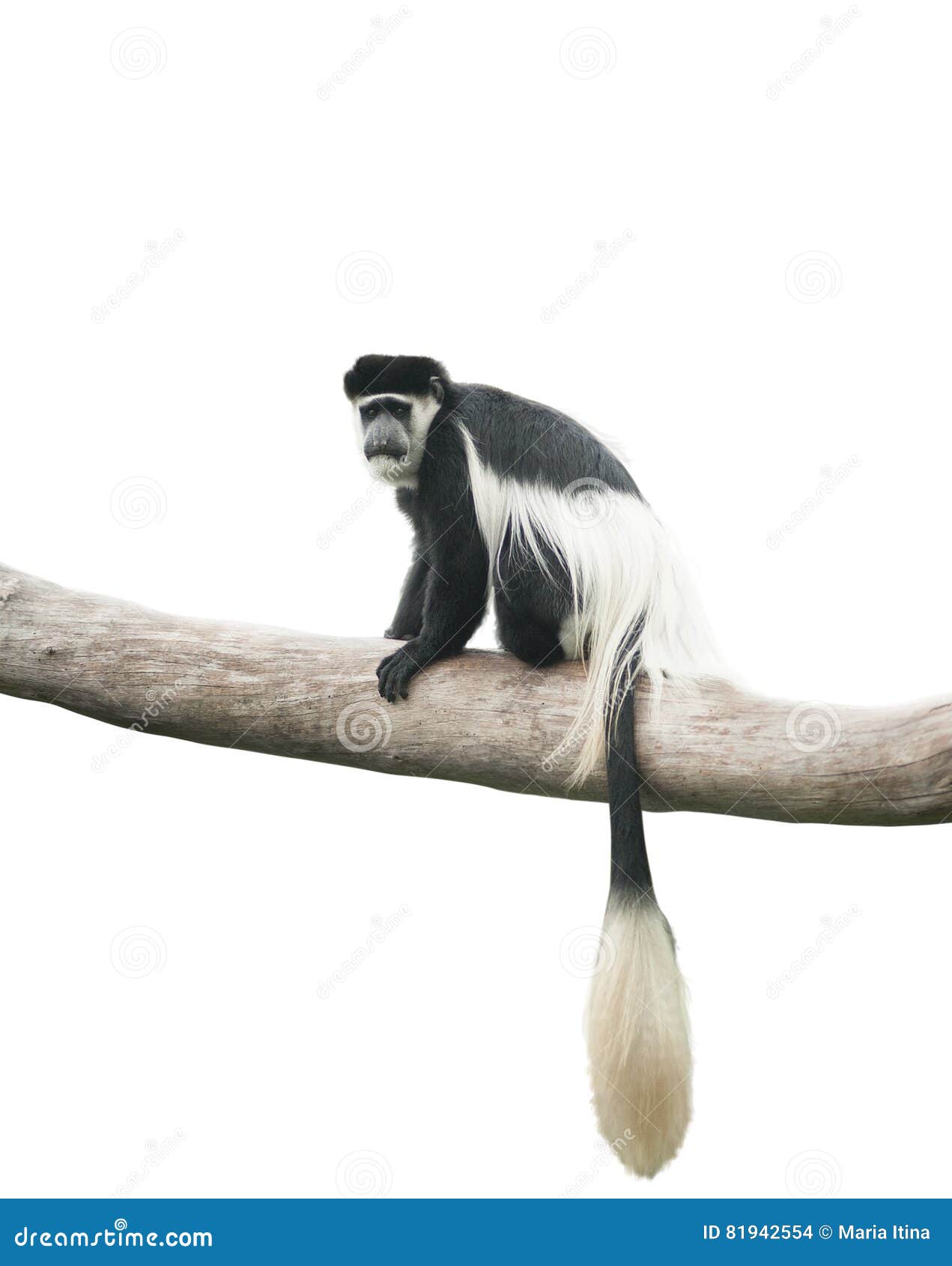 King Colobus, or Colobus Guereza Stock Photo - Image of sitting, africa ...