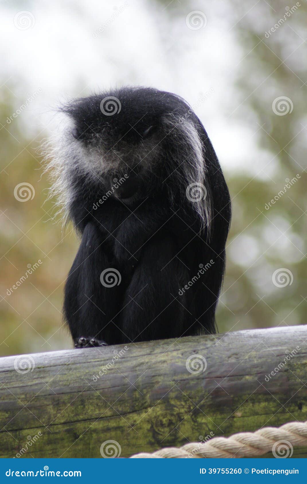 King Colobus - Colobus Polykomos Stock Photo - Image of upset, wildlife ...