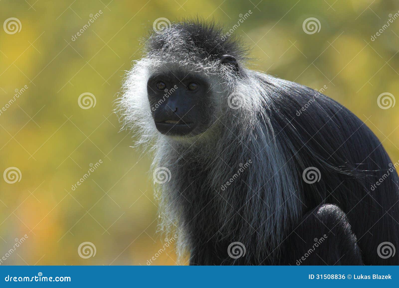 King colobus monkey stock photo. Image of adult, monkey - 31508836
