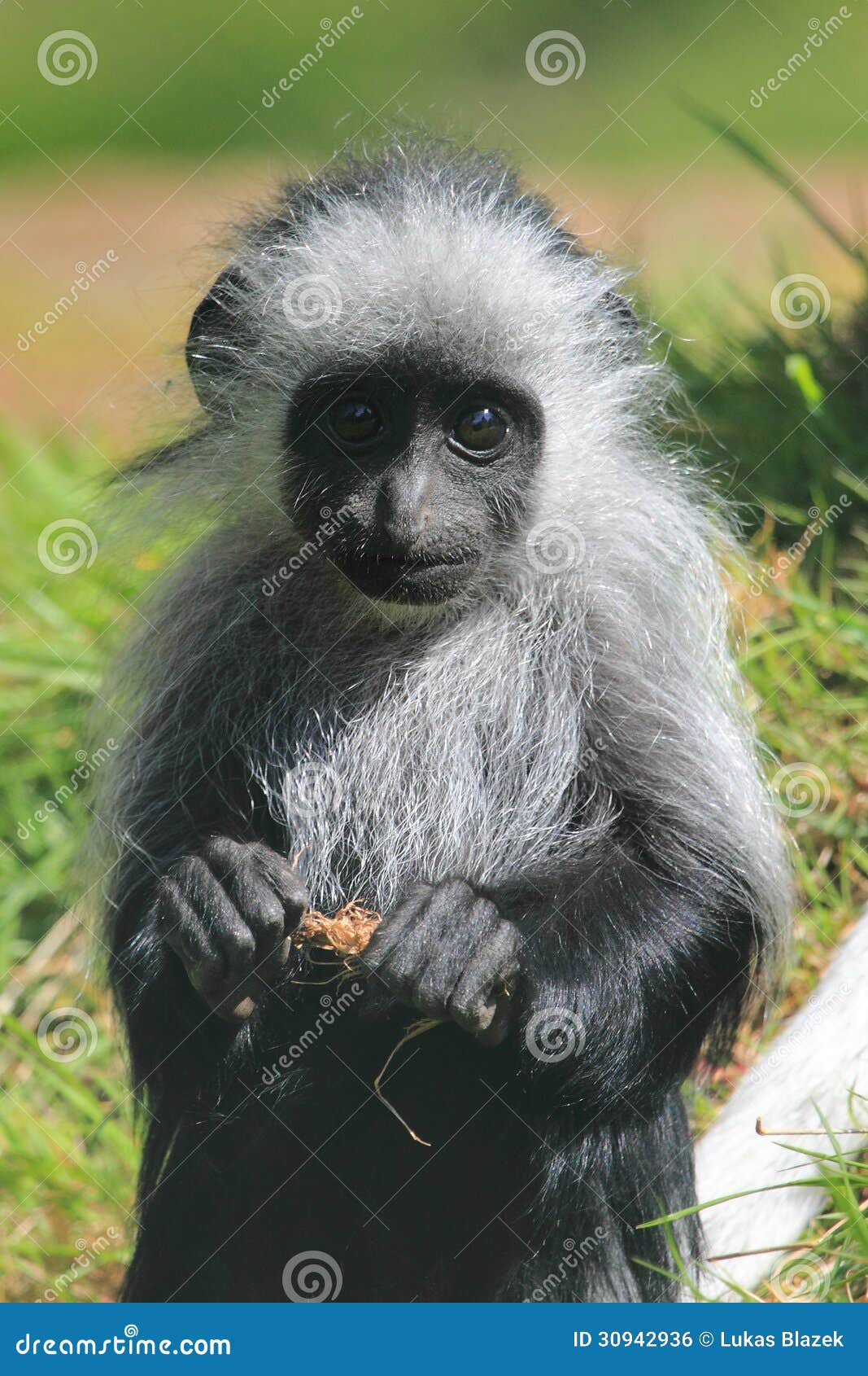 King colobus monkey stock photo. Image of king, monkey - 30942936