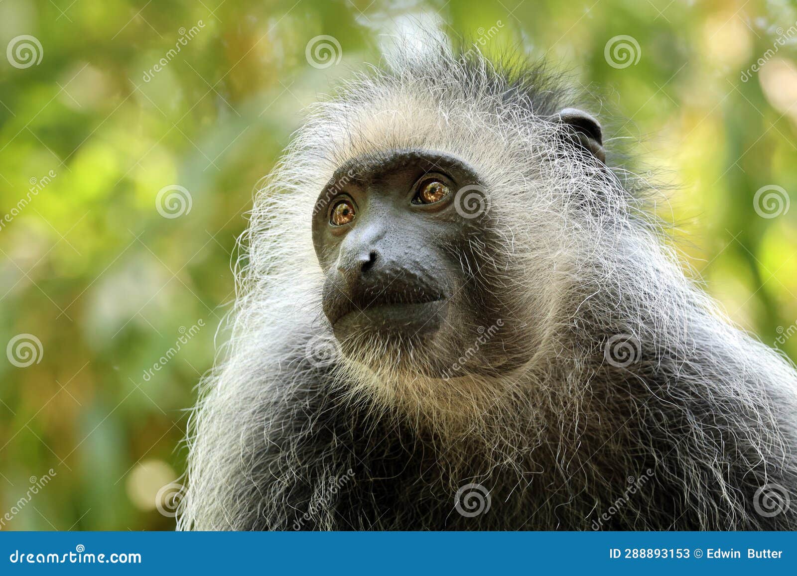 The King Colobus (Colobus Polykomos) Stock Image - Image of black ...