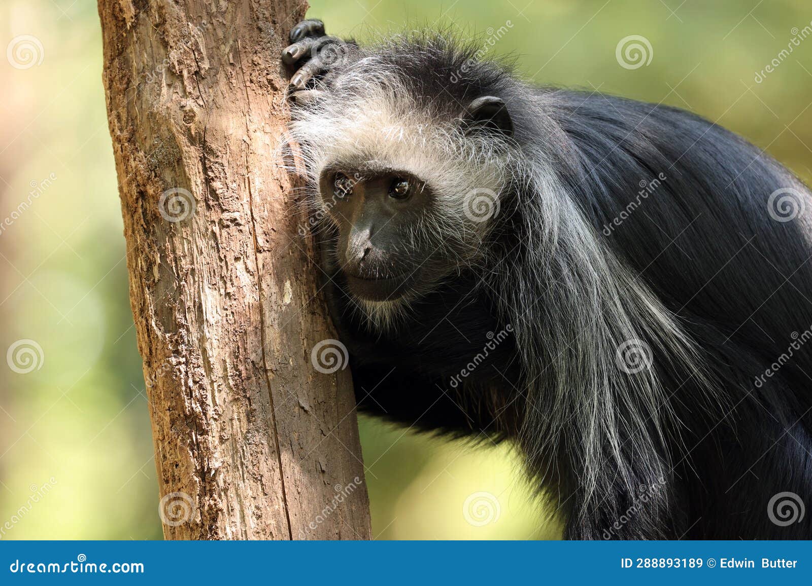 The King Colobus (Colobus Polykomos) Stock Image - Image of travel ...