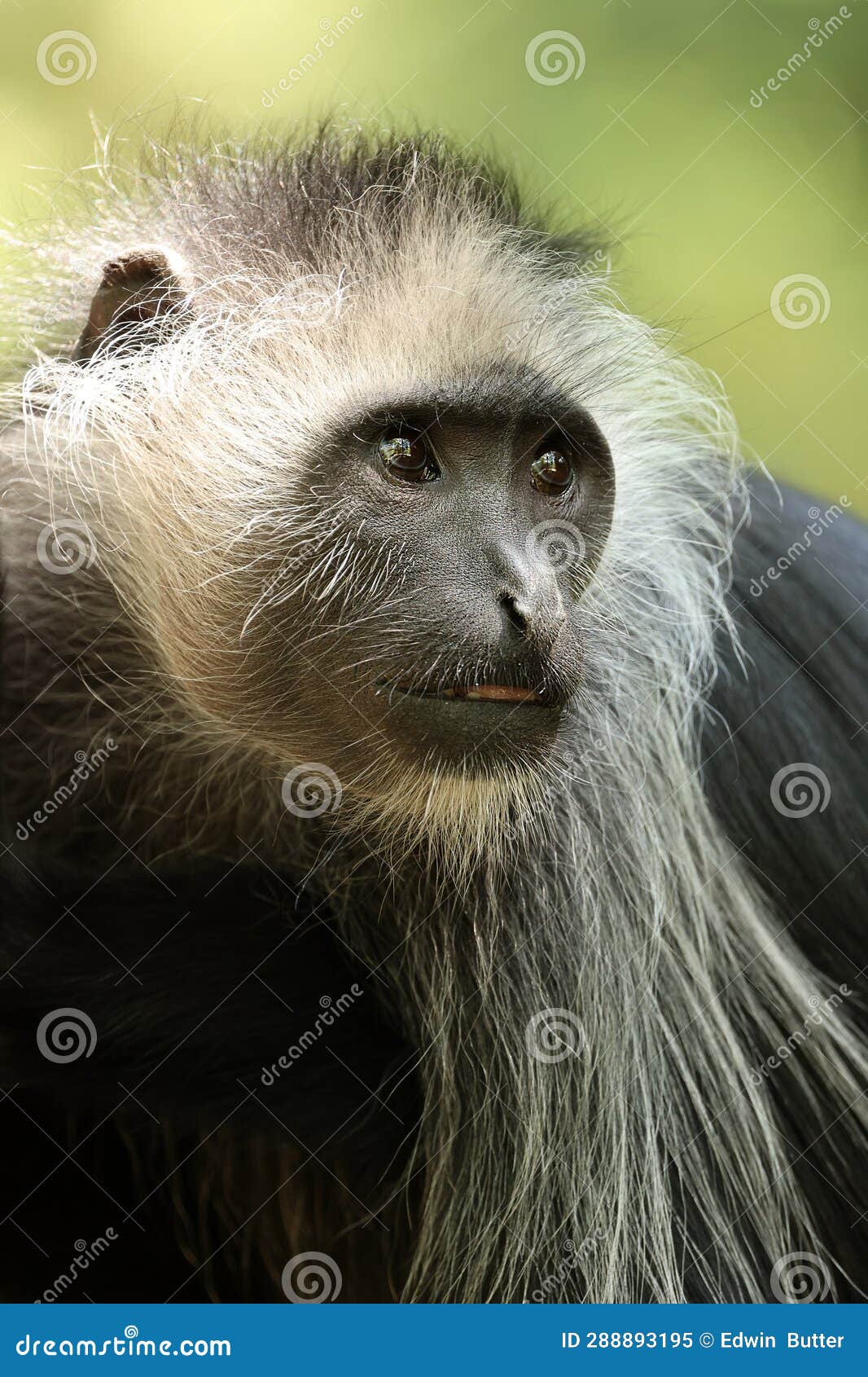The King Colobus (Colobus Polykomos) Stock Image - Image of polykomos ...
