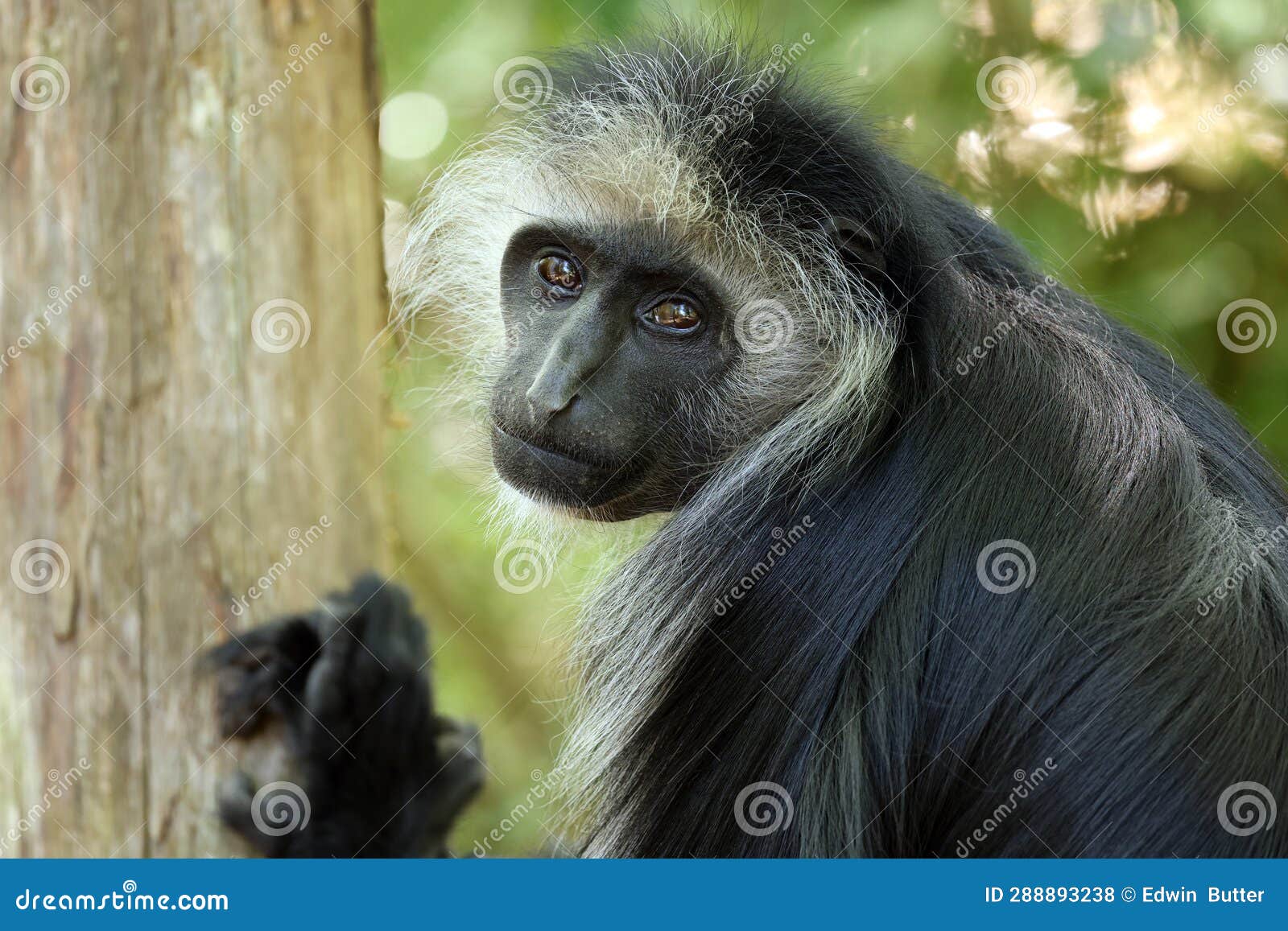 The King Colobus (Colobus Polykomos) Stock Photo - Image of travel ...