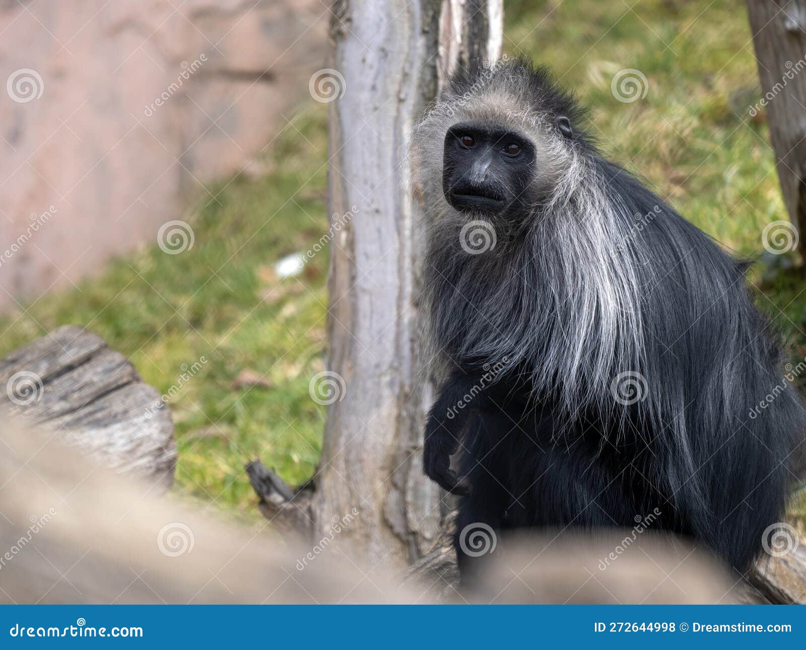 An King Colobus, Colobus Polykomos, Sits on a Trunk and Looks Around ...