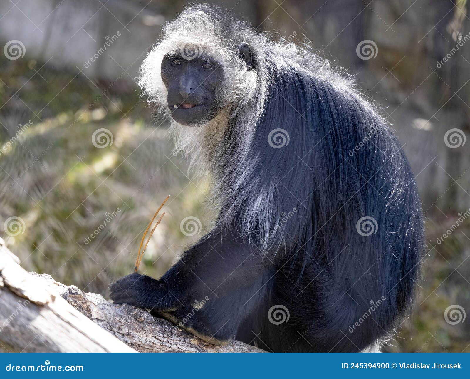King Colobus, Colobus Polykomos, Sits on a Trunk and Observes the ...