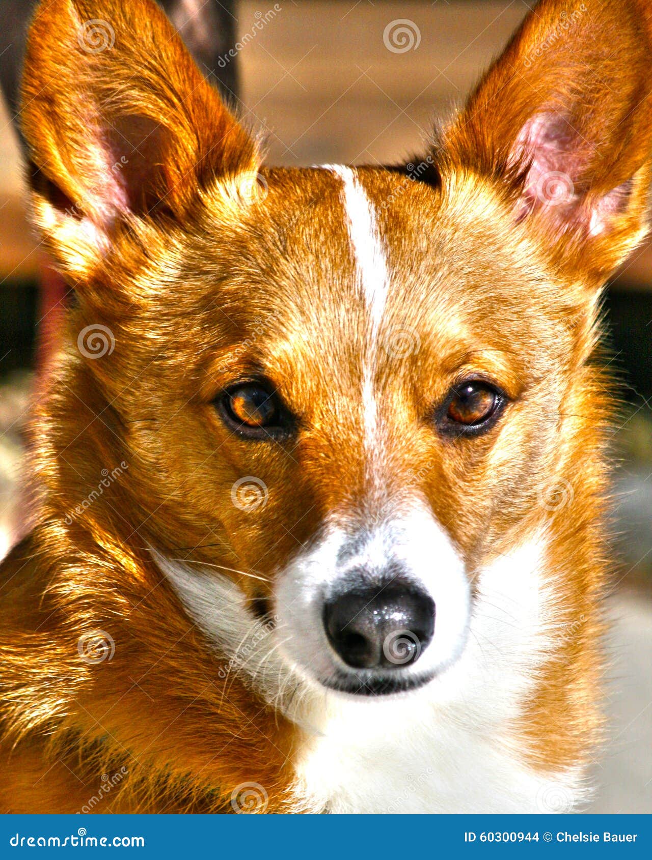 King Corgi stock photo. Image of king, majestic, animals - 60300944