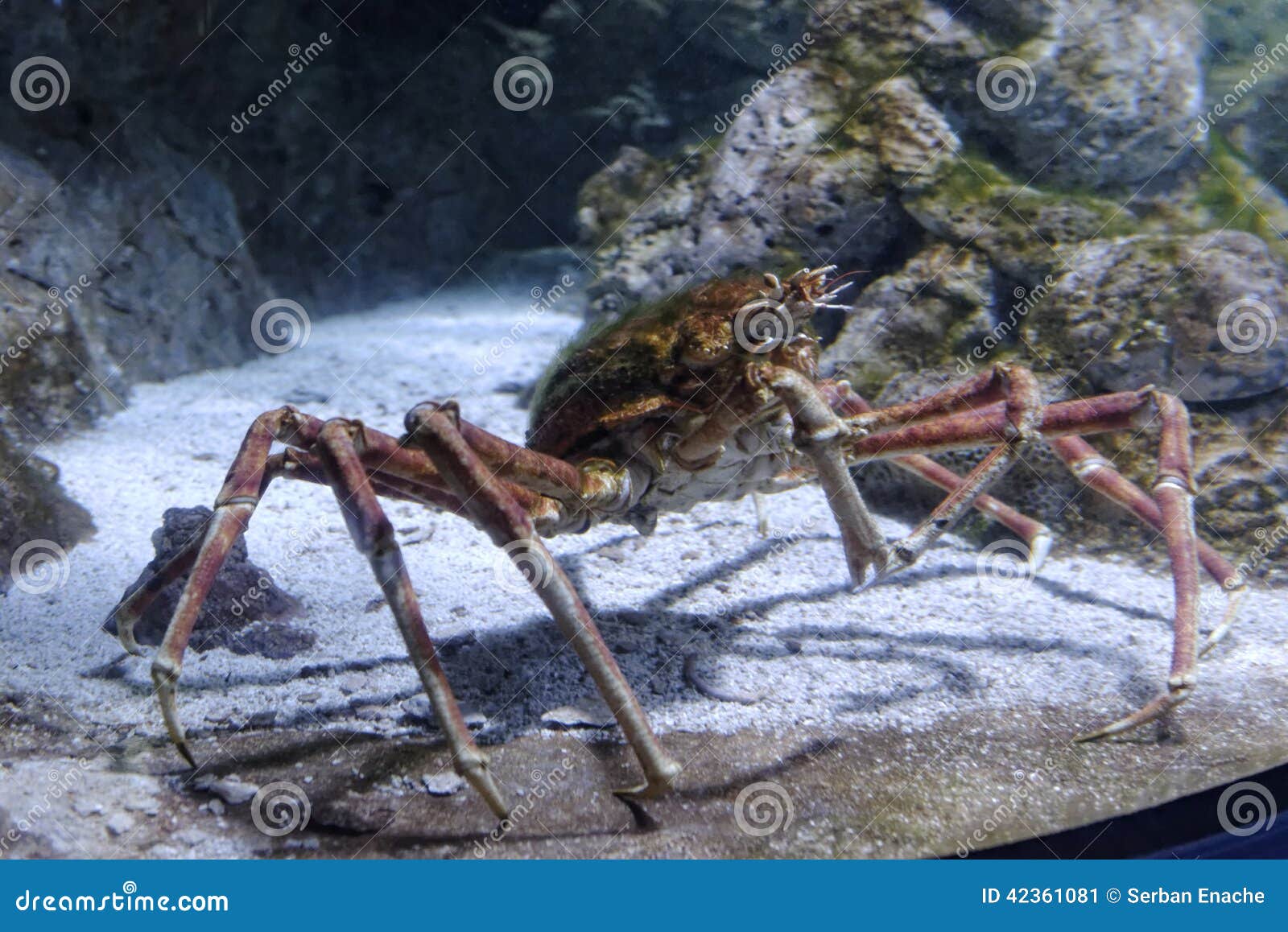 King Crab In Water