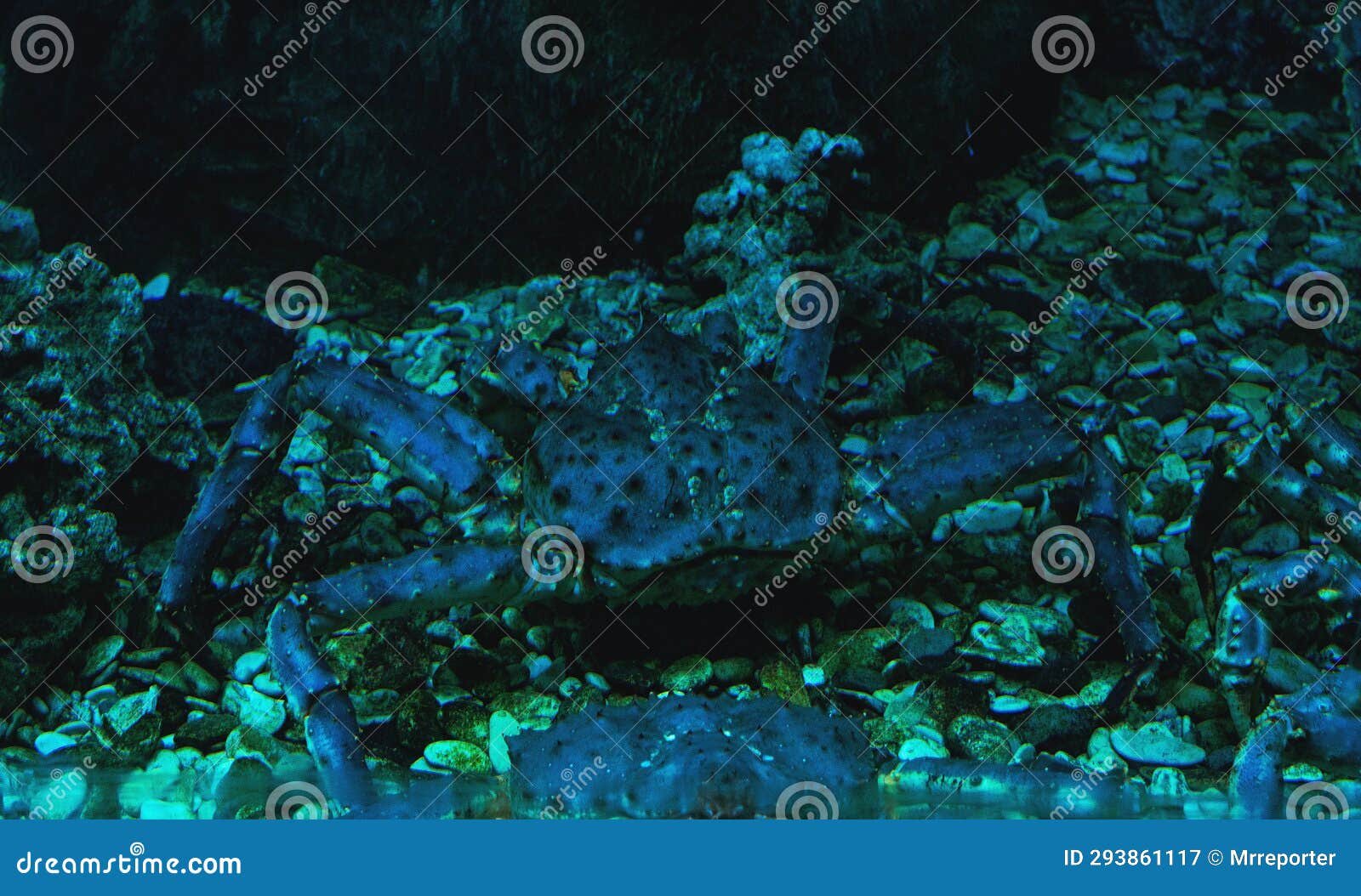 Paralithodes Camtschaticus Crab Legs, Crab Claws And Oysters In Cubes ...