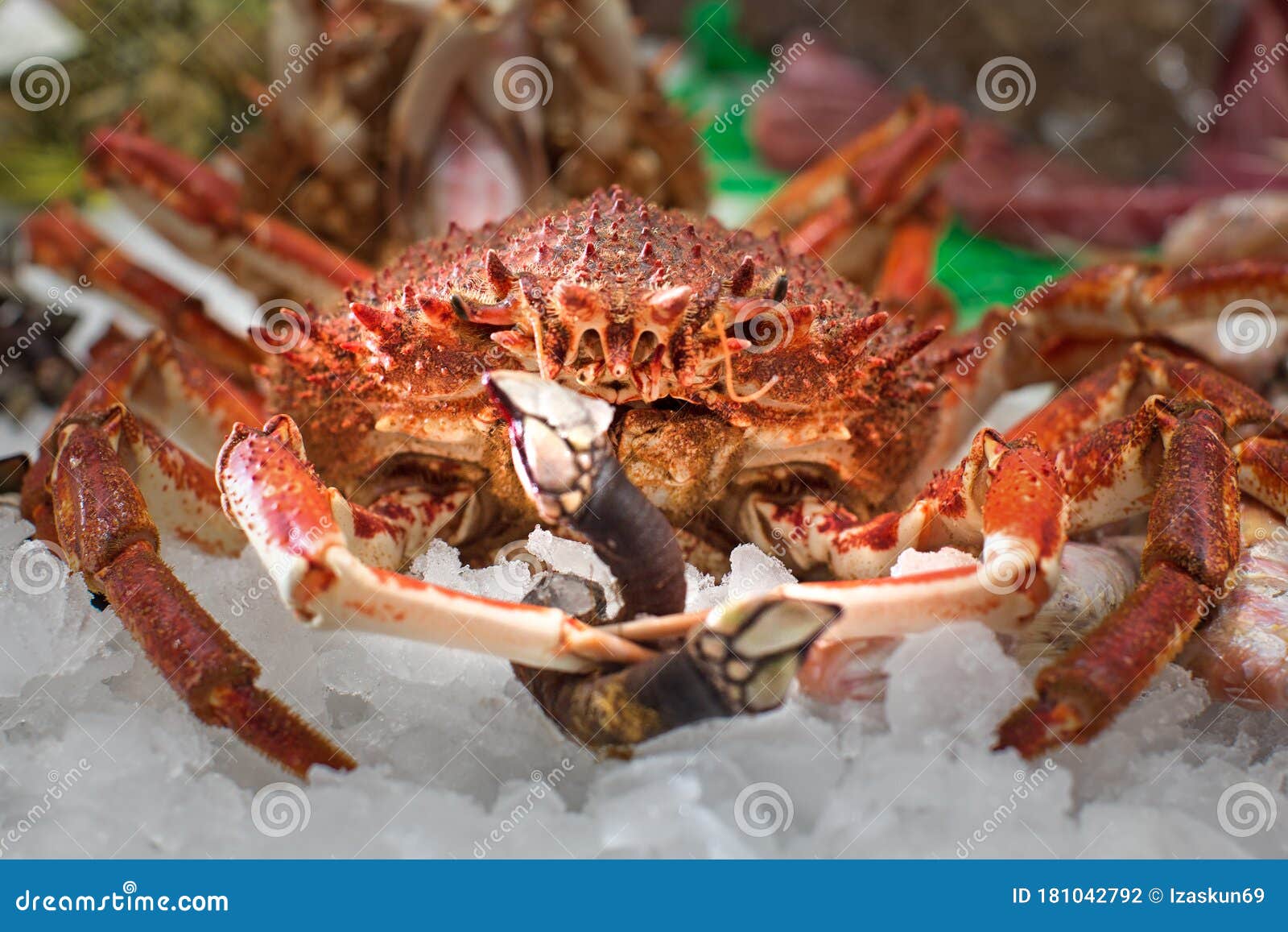 King crab and barnacles stock photo. Image of healthy - 181042792