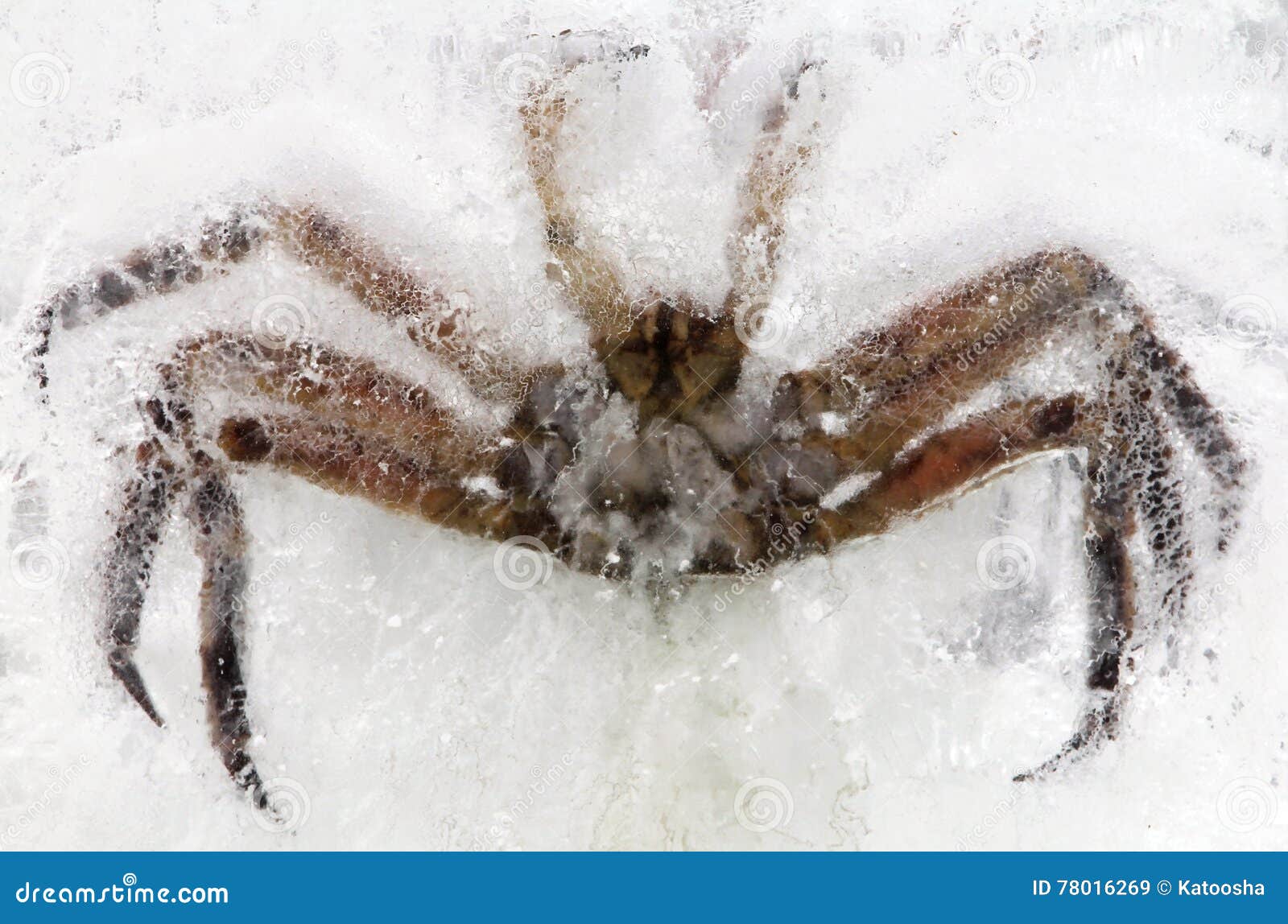 King Crab Ice Block Photos - Free & Royalty-Free Stock Photos from ...