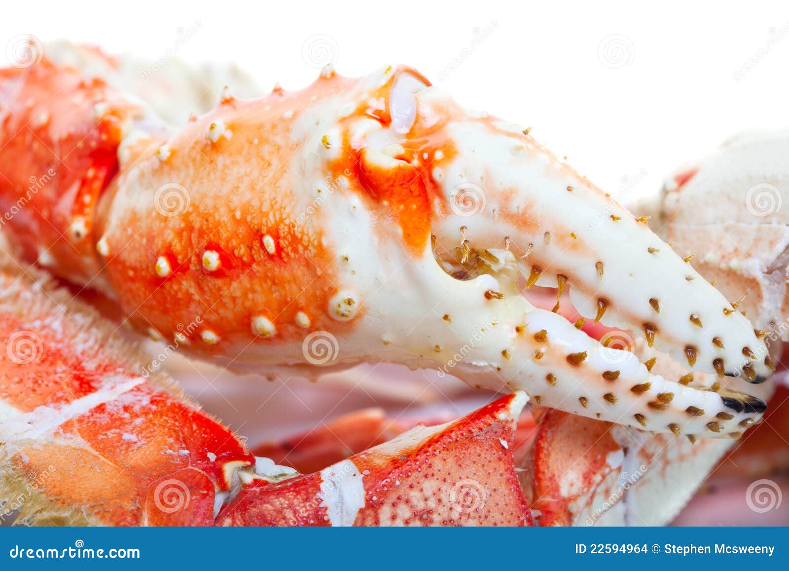 King crab legs stock photo. Image of claw, close, nutritious - 22594964