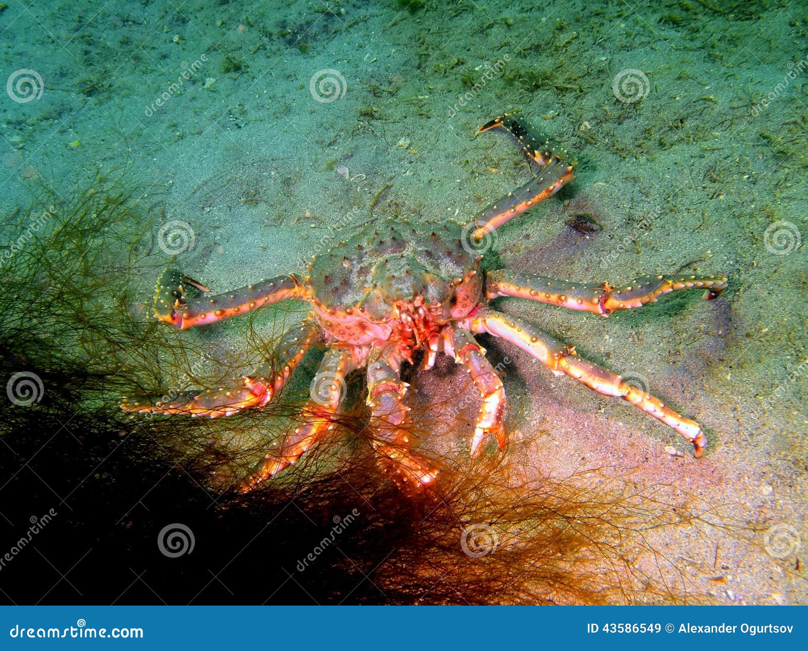 King crab stock image. Image of crustacean, north, seafood - 43586549