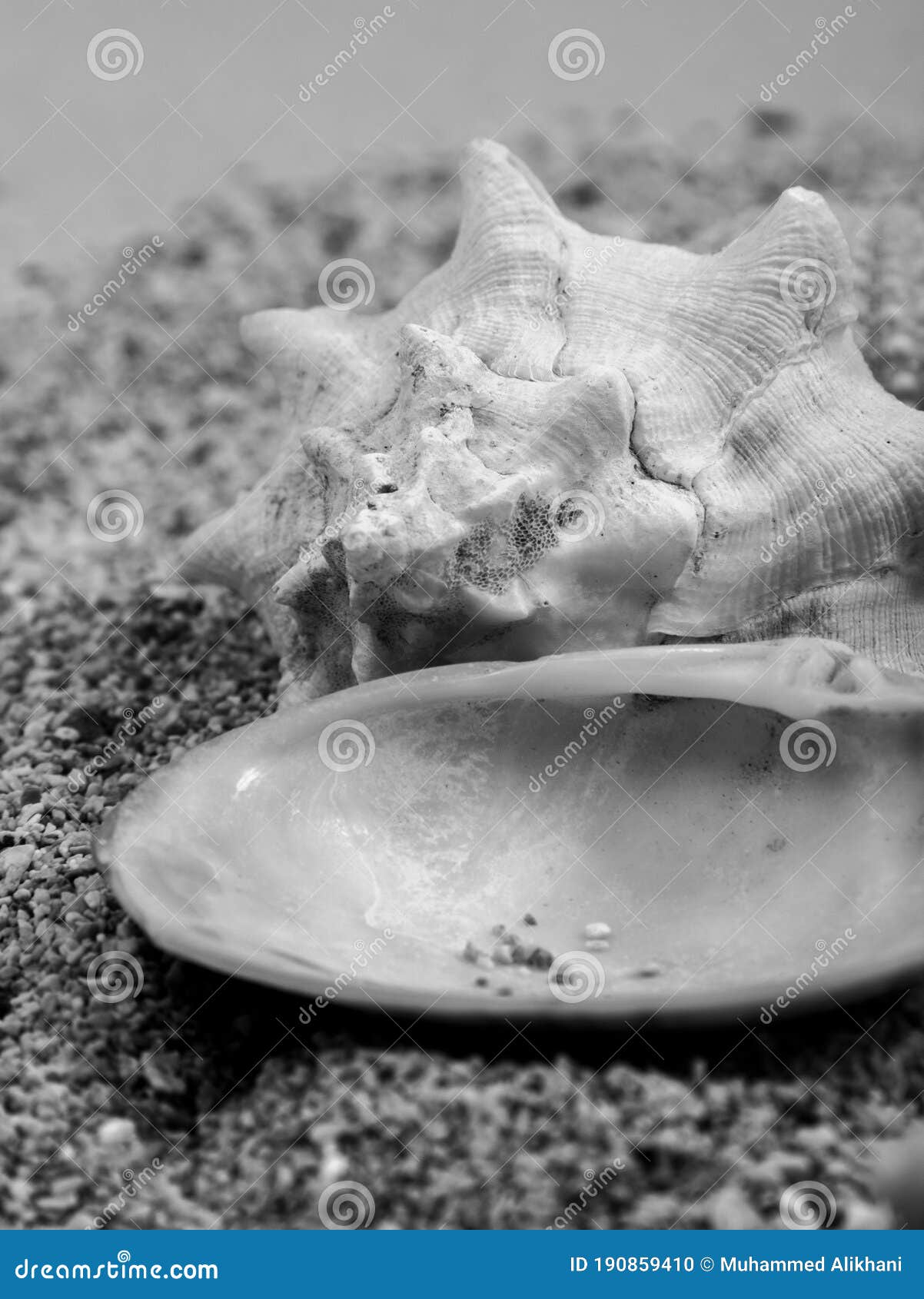 The King Crown Shell is a Type of Shell . a Beautiful Photo of the ...