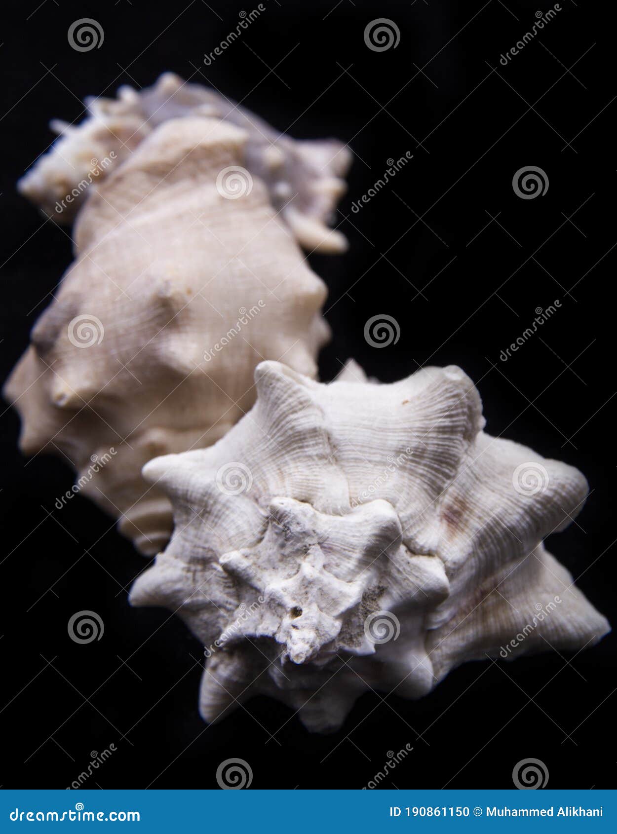 The King Crown Shell is a Type of Shell . a Beautiful Photo of the ...