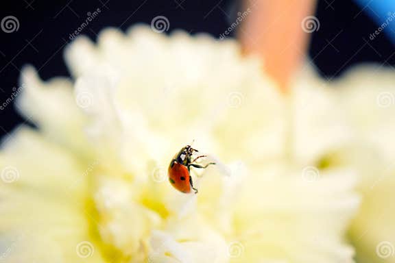 Fluffy Ice King Daffodil Ladybug Stock Photo - Image of septempunctata ...
