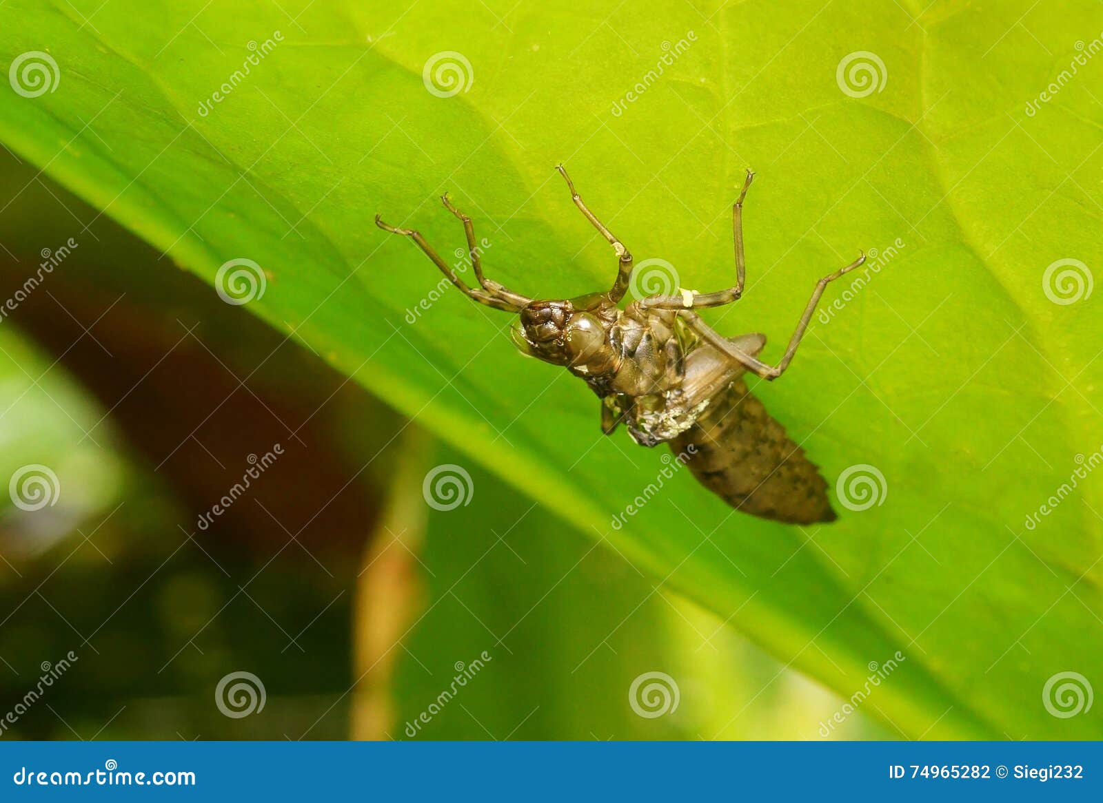 King dragonfly larva stock photo. Image of imperator - 74965282