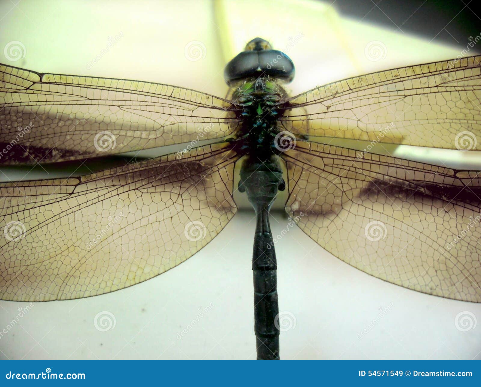King dragonfly stock image. Image of dragonfly, king - 54571549