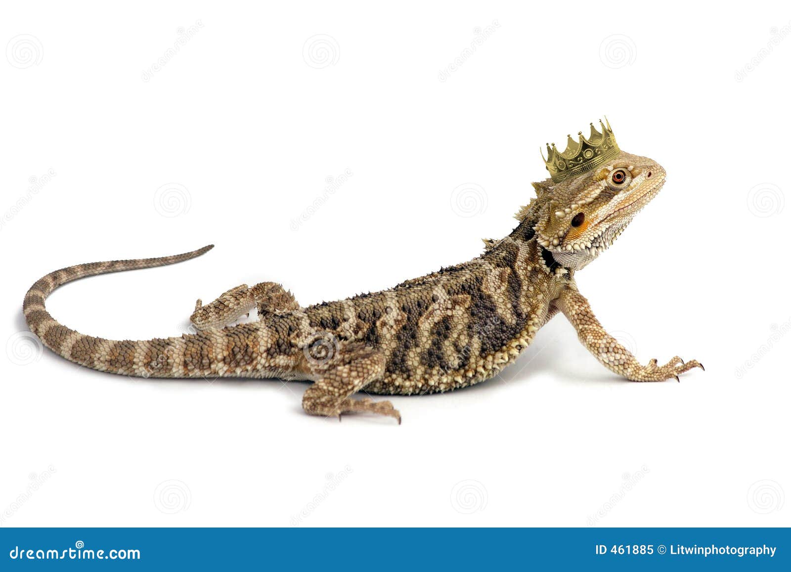 Bearded Dragon Monster Dinosaur Royalty-Free Stock Photography ...
