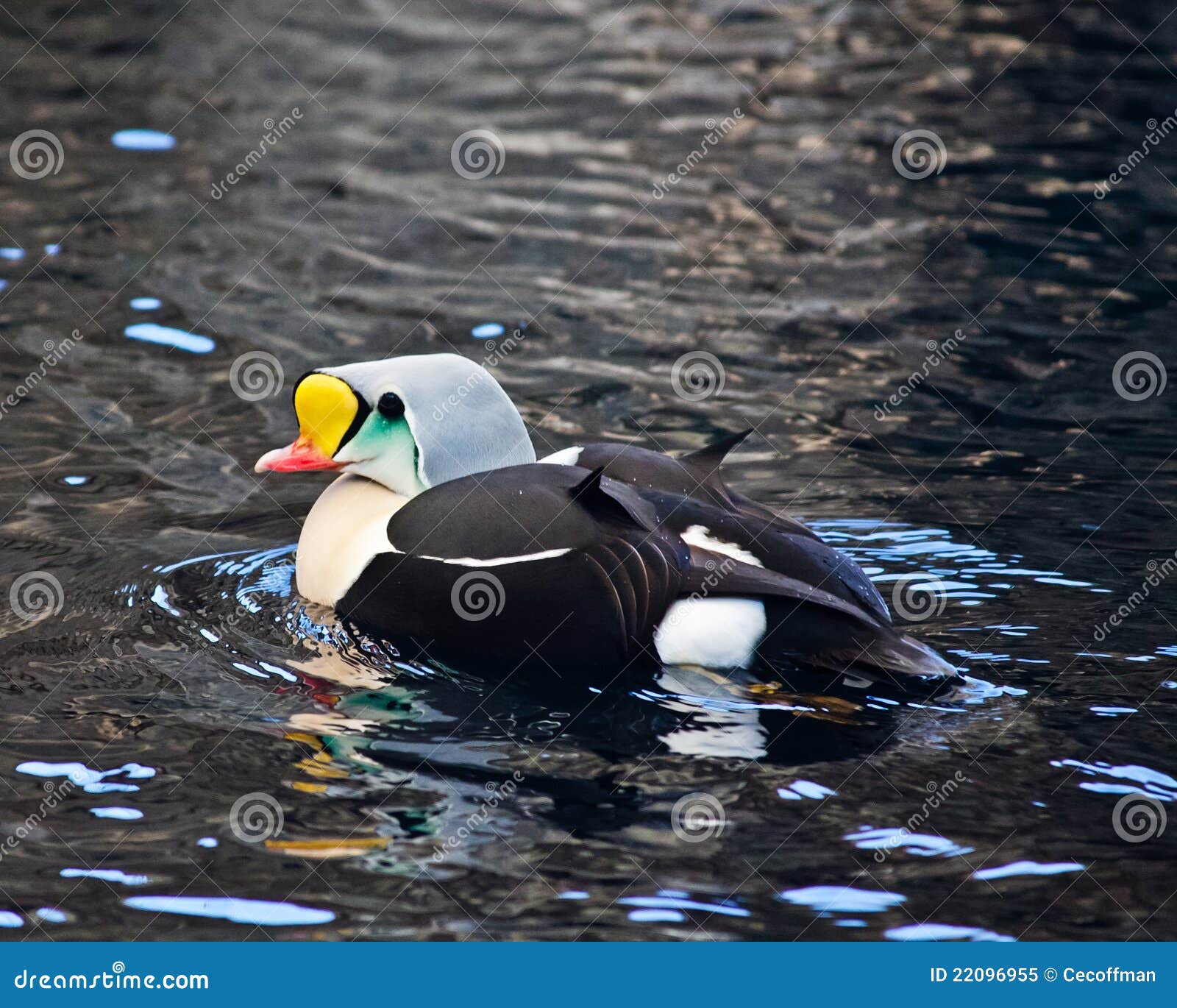 King Eider stock image. Image of water, ocean, bird, tourism - 22096955