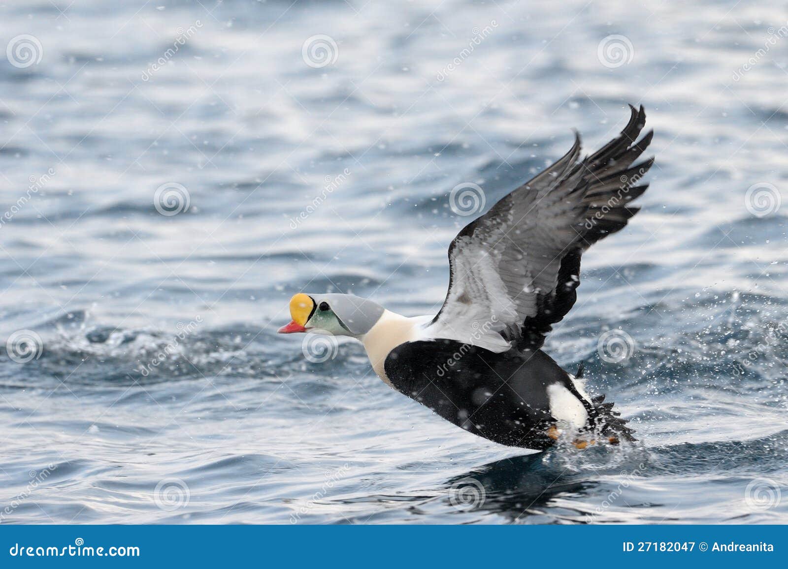 King Eider stock image. Image of starting, seaduck, flying - 27182047