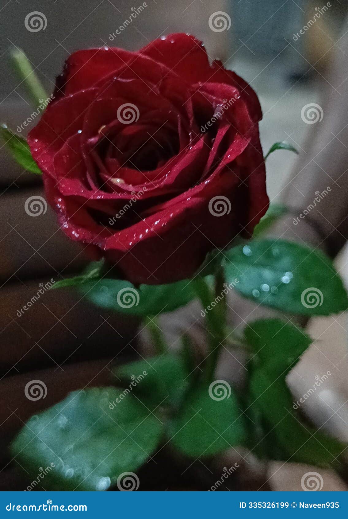 King of Flowers Red Rose Pick Stock Image - Image of king, pick: 335326199